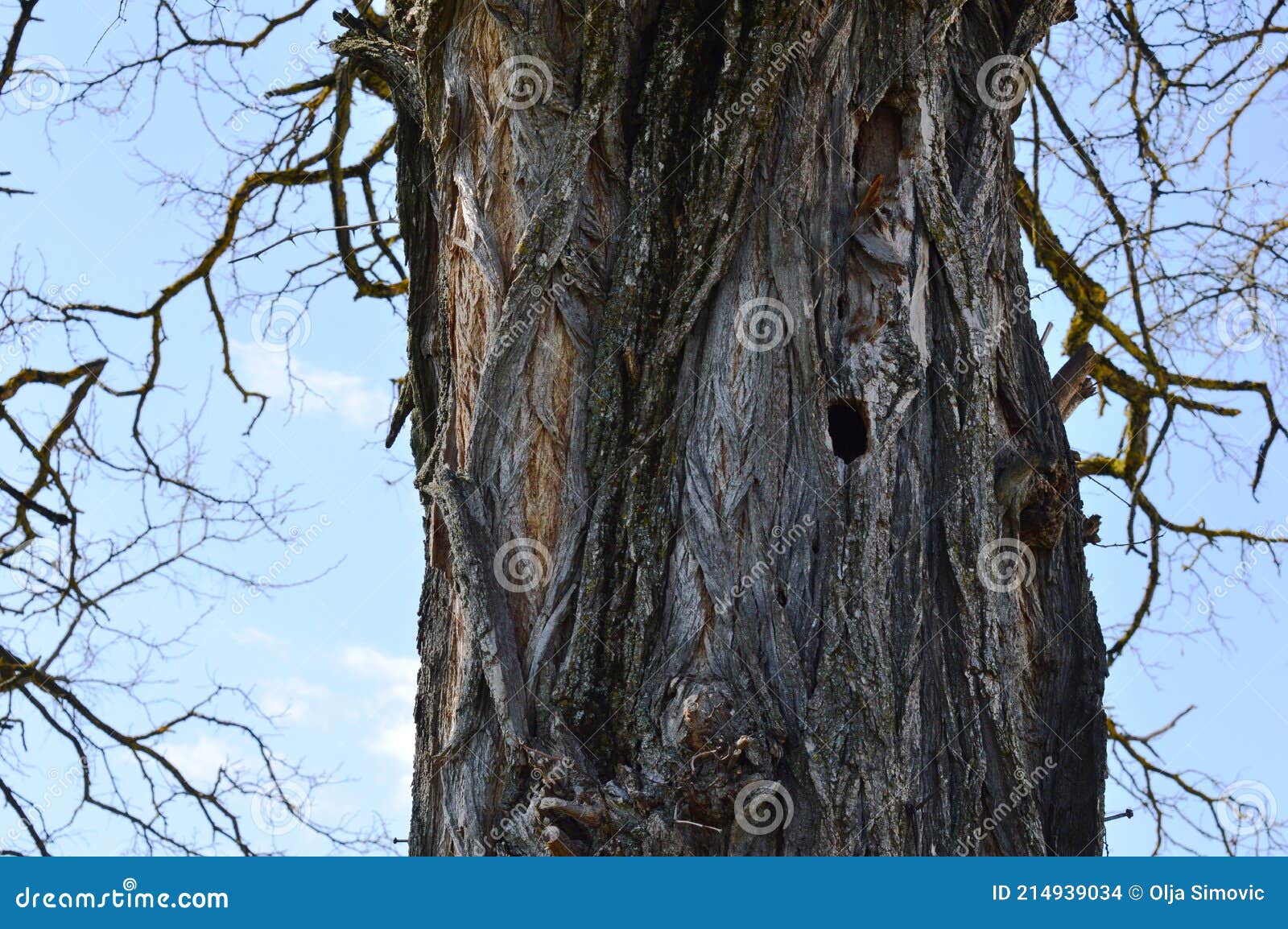 Hole in a Tree Like a Bird`s Nest Stock Photo - Image of birds, blue ...
