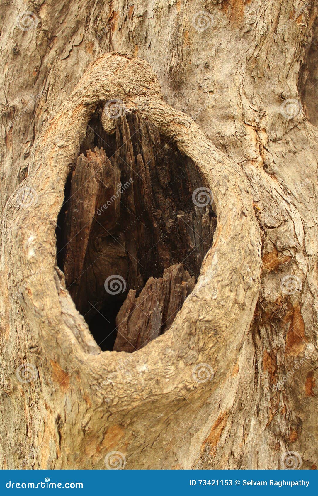 Hole in the tree stock image. Image of home, hollow, nest - 73421153