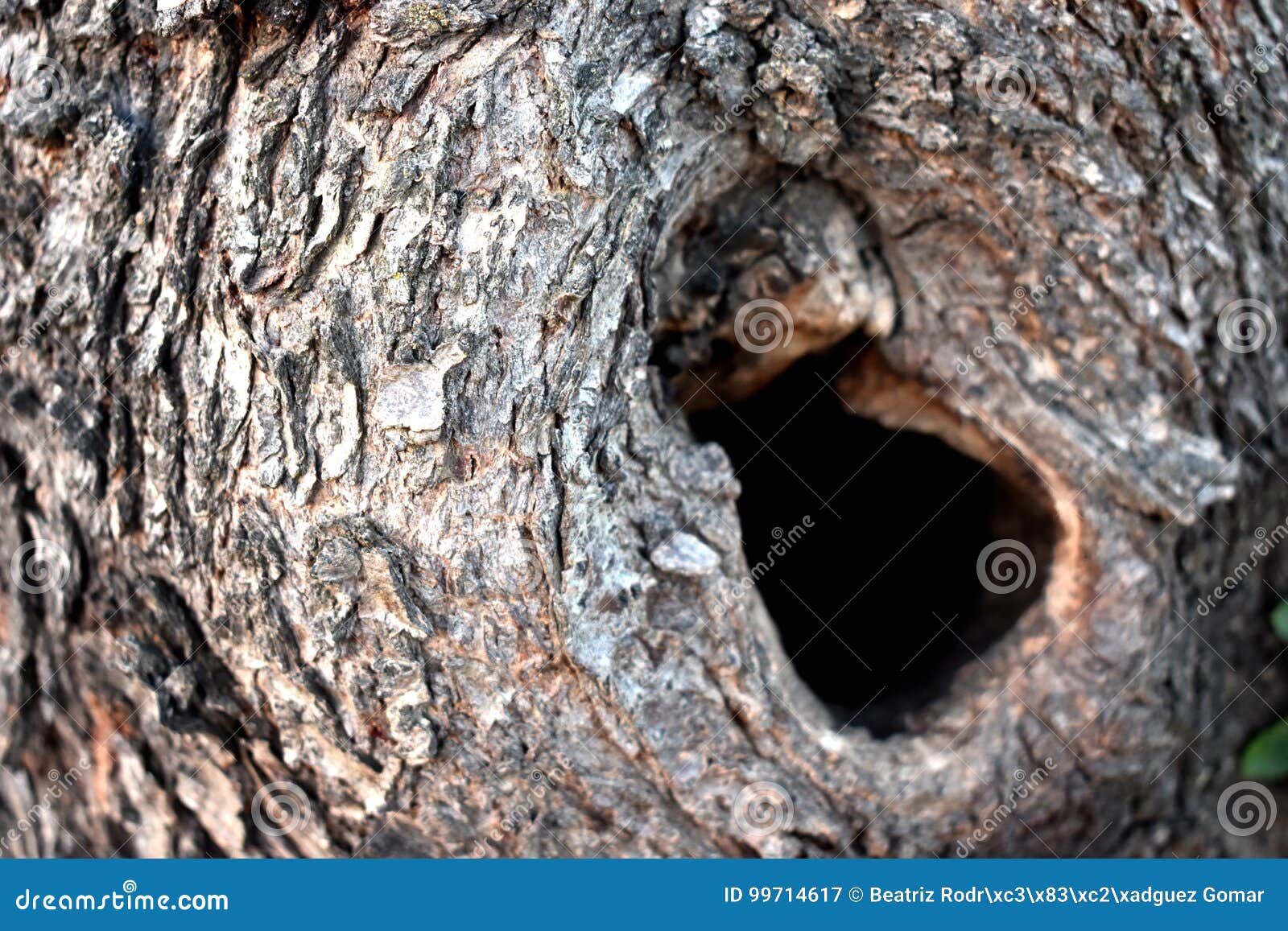 Hole in the tree stock image. Image of home, park, natural - 99714617