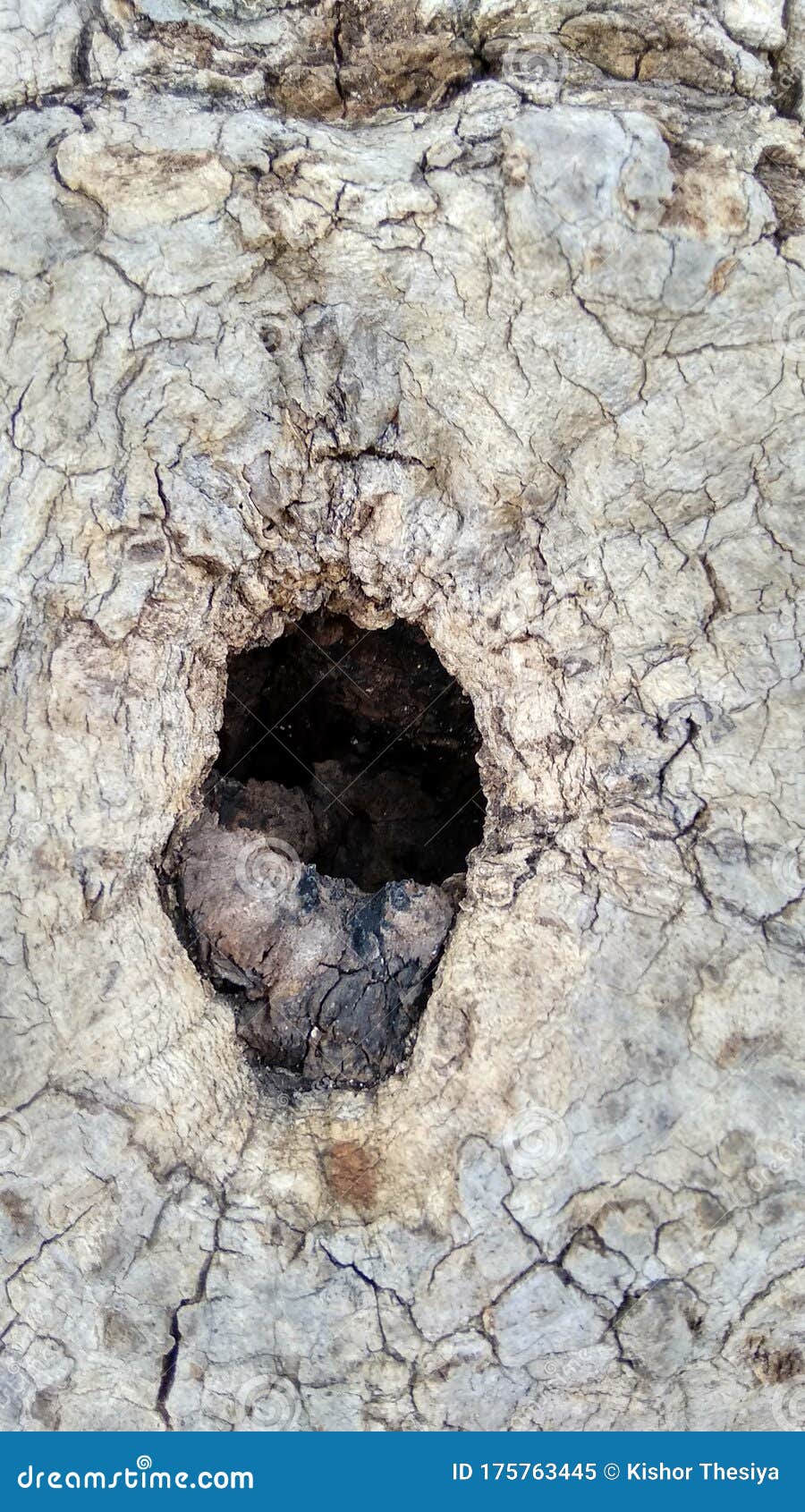 Hole in tree trunk stock image. Image of hole, trunk - 175763445