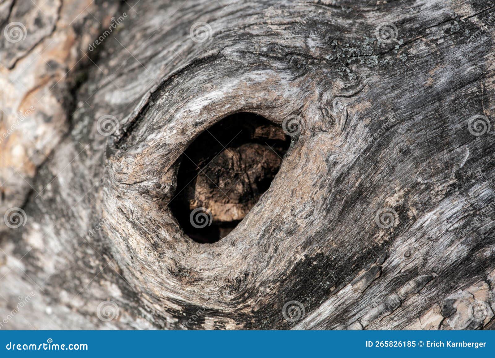 Hole in a tree trunk stock image. Image of aged, beautiful - 265826185