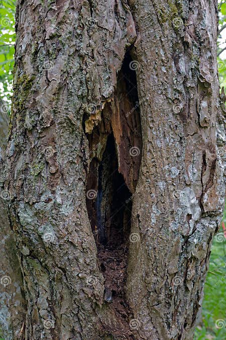 Hole in tree trunk. stock image. Image of burrow, landscape - 129178425
