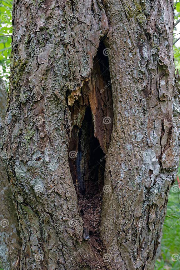 Hole in tree trunk. stock image. Image of burrow, landscape - 129178425