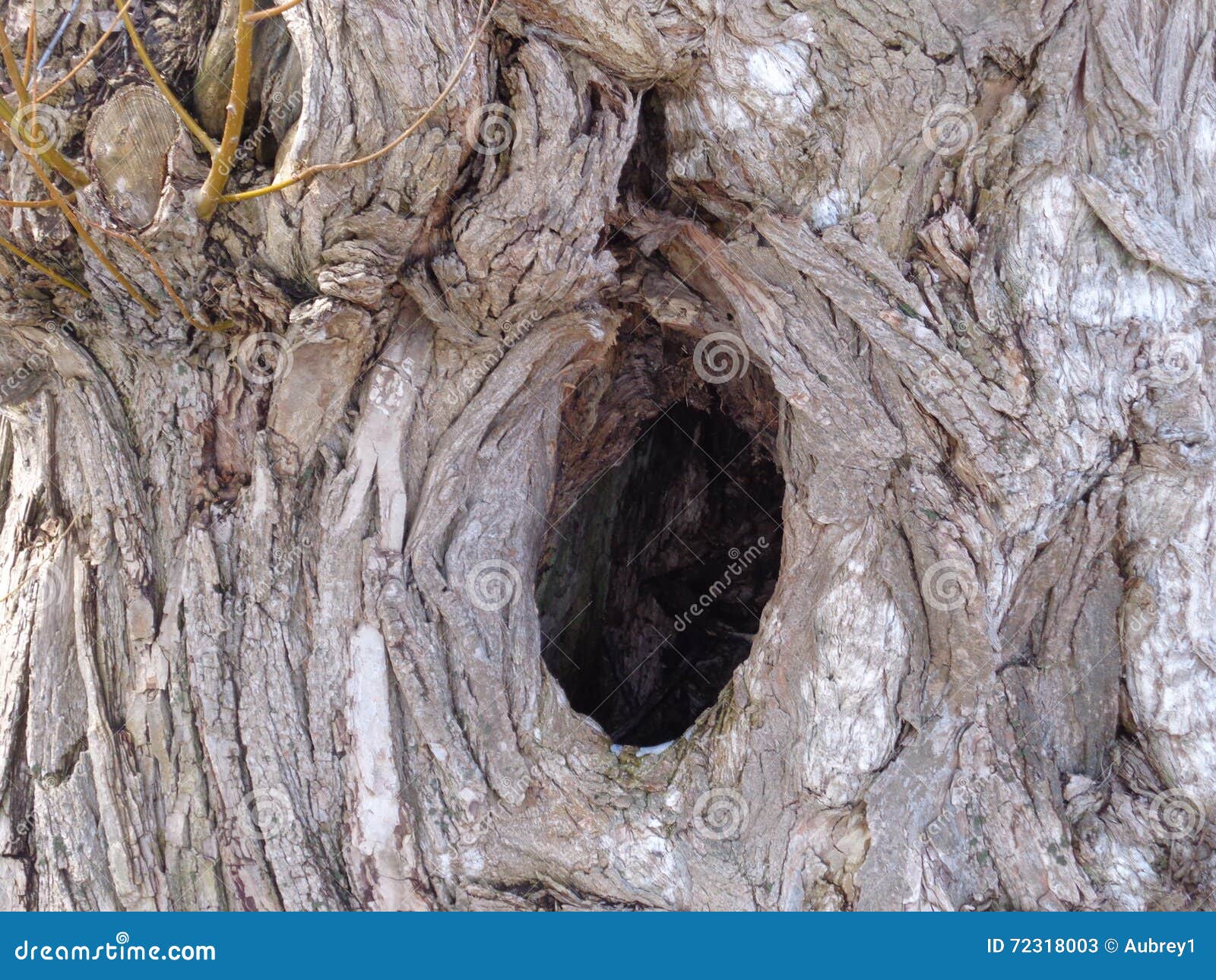 Hole in Tree Trunk stock image. Image of natural, trunk - 72318003