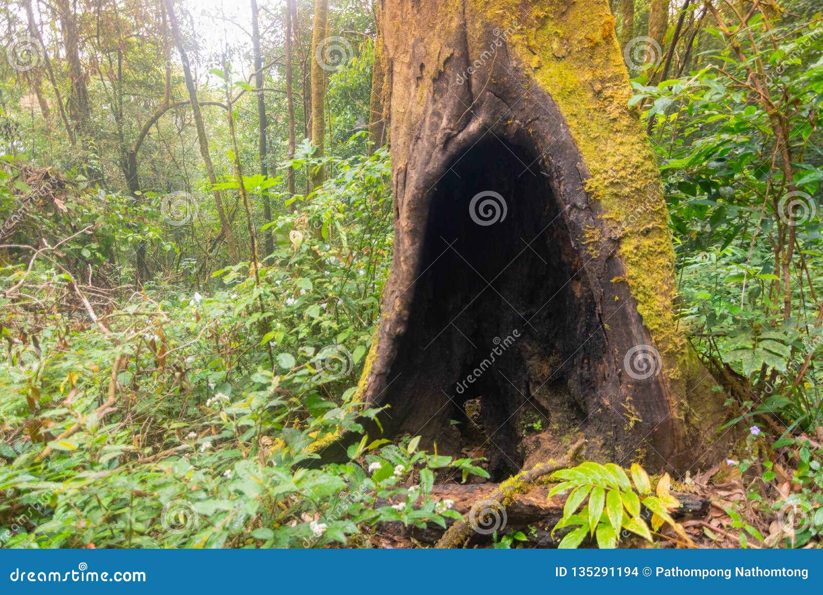 Hole in Tree Trunk Rainforest at Mon Jong Doi Stock Photo - Image of ...