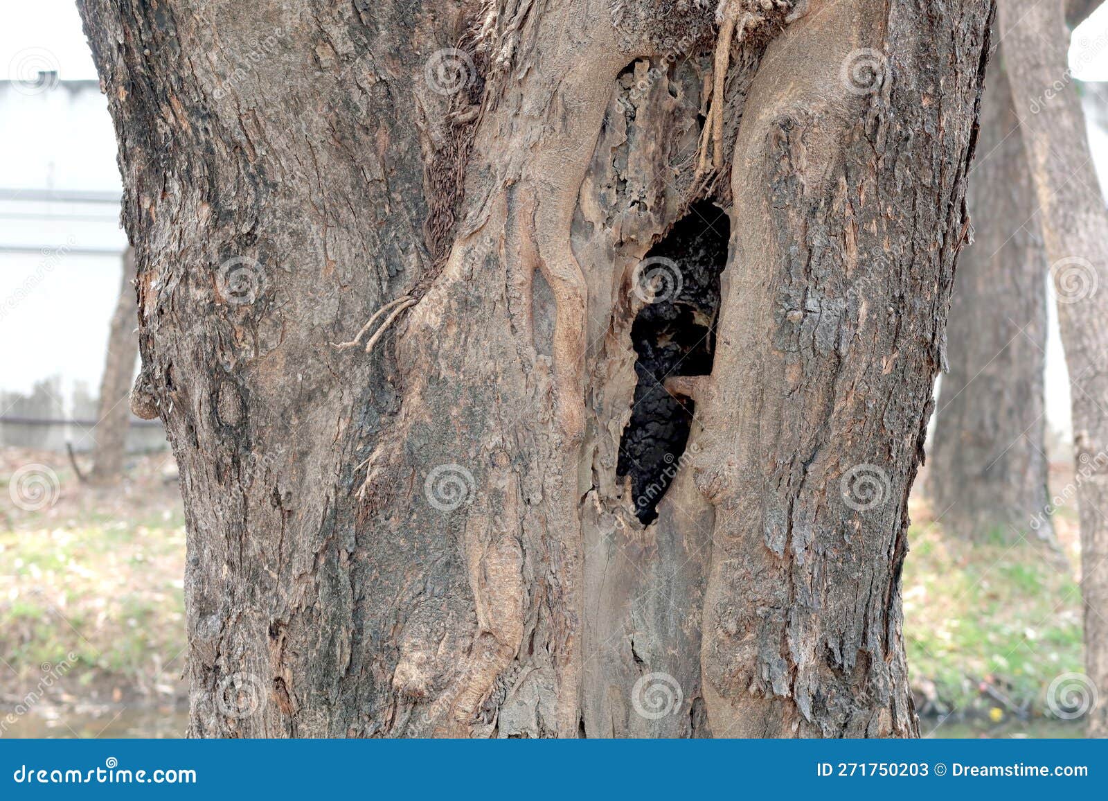 Hole in the Trunk of a Tree Stock Image - Image of woodpecker ...