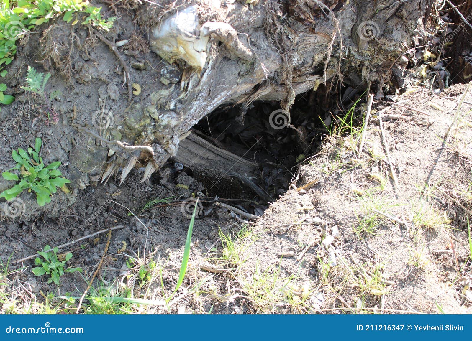 Hole for Wild Boars in the Forest. Nature Reserve Stock Image - Image ...
