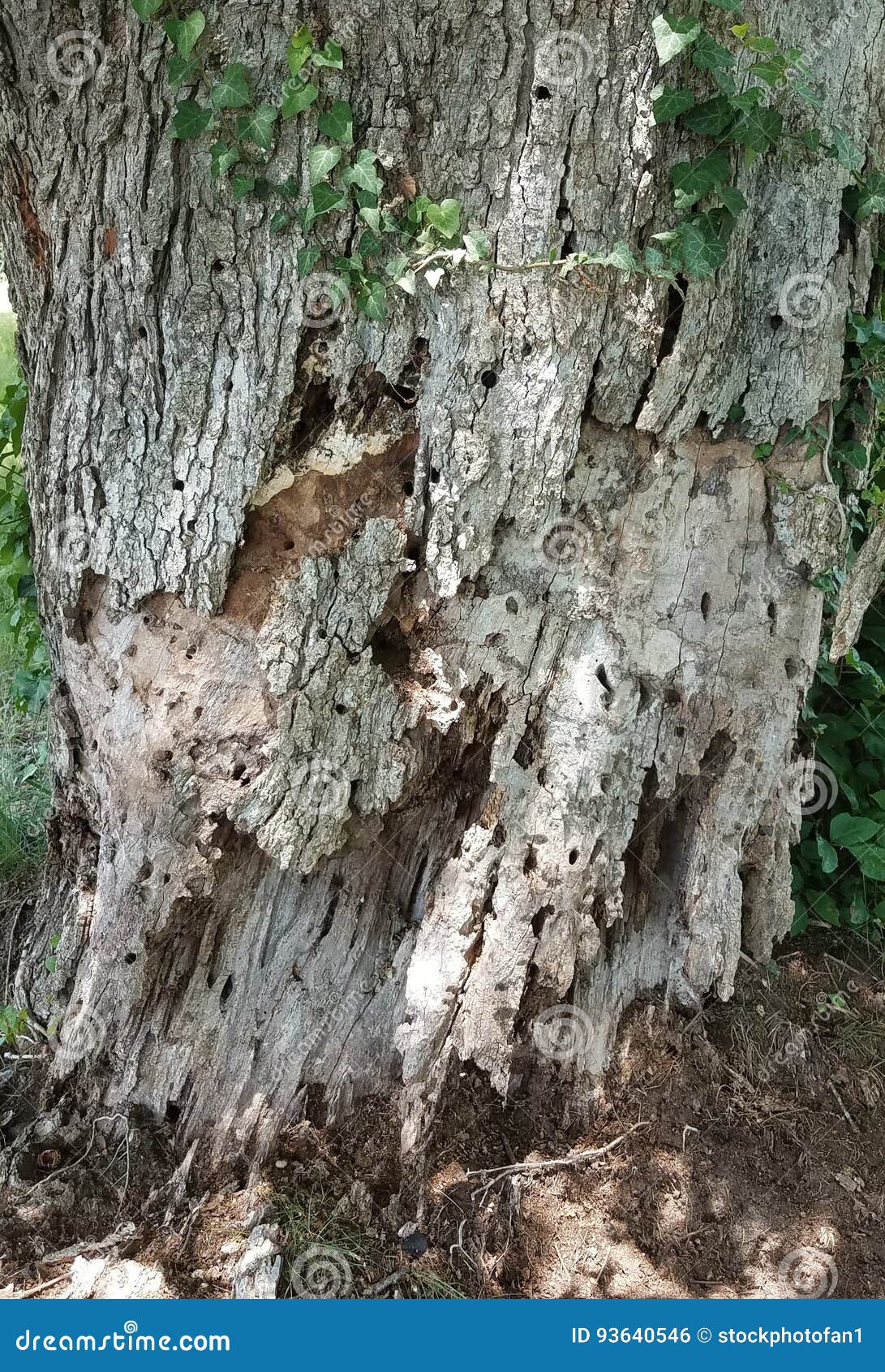 Holes in Decaying Tree Trunk Stock Photo - Image of outdoor, trunk ...
