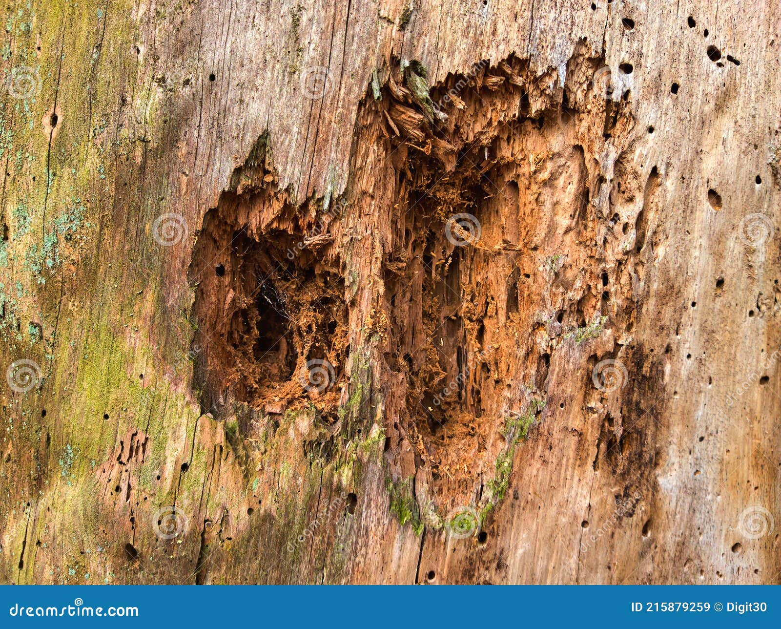 Search For Parasites And Pests On Fruit Trees. June Bug Larva Is On The ...