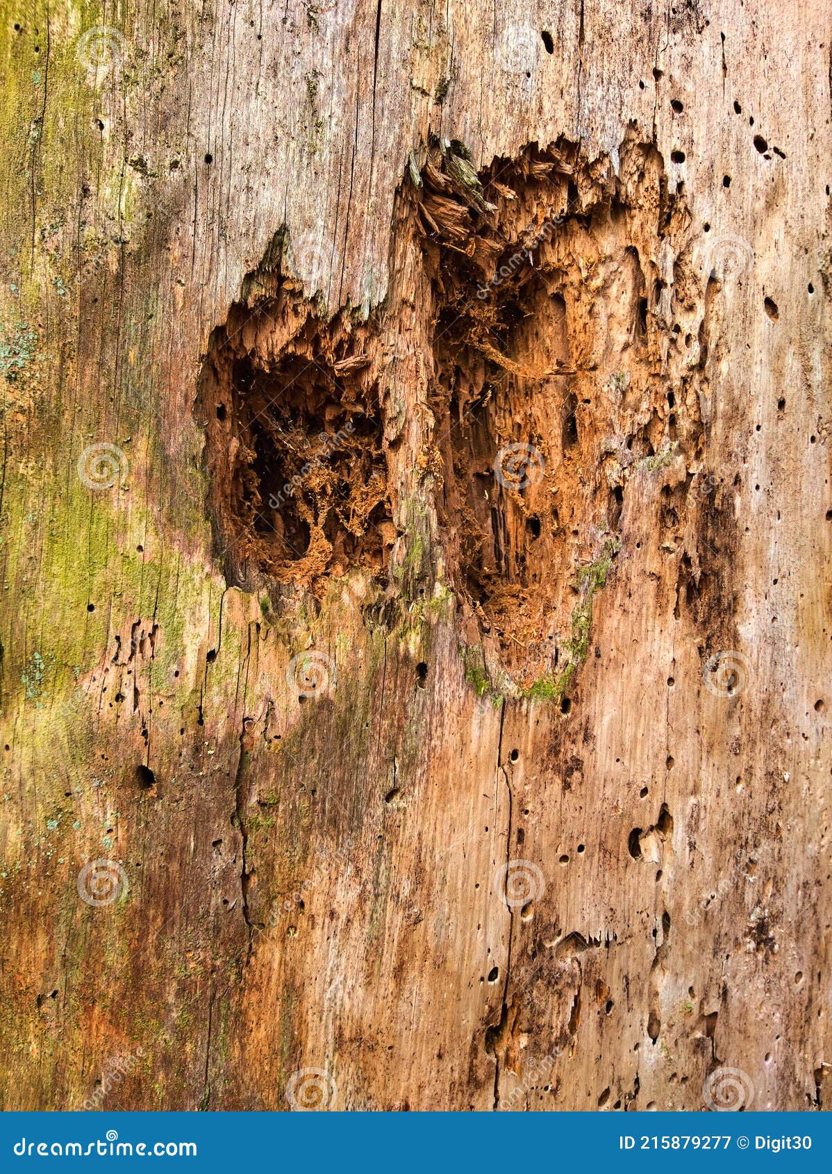 Search For Parasites And Pests On Fruit Trees. June Bug Larva Is On The ...