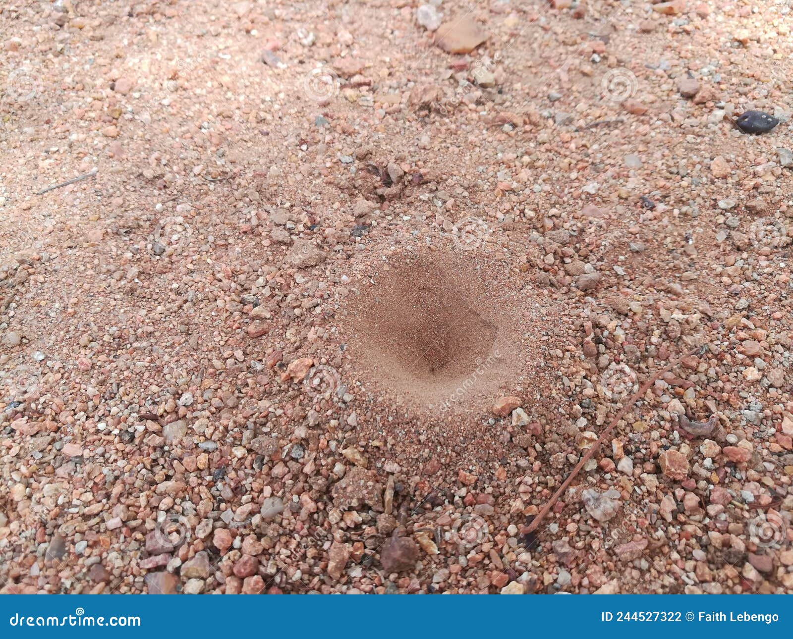 Holes by insects under stock photo. Image of sand, rock - 244527322