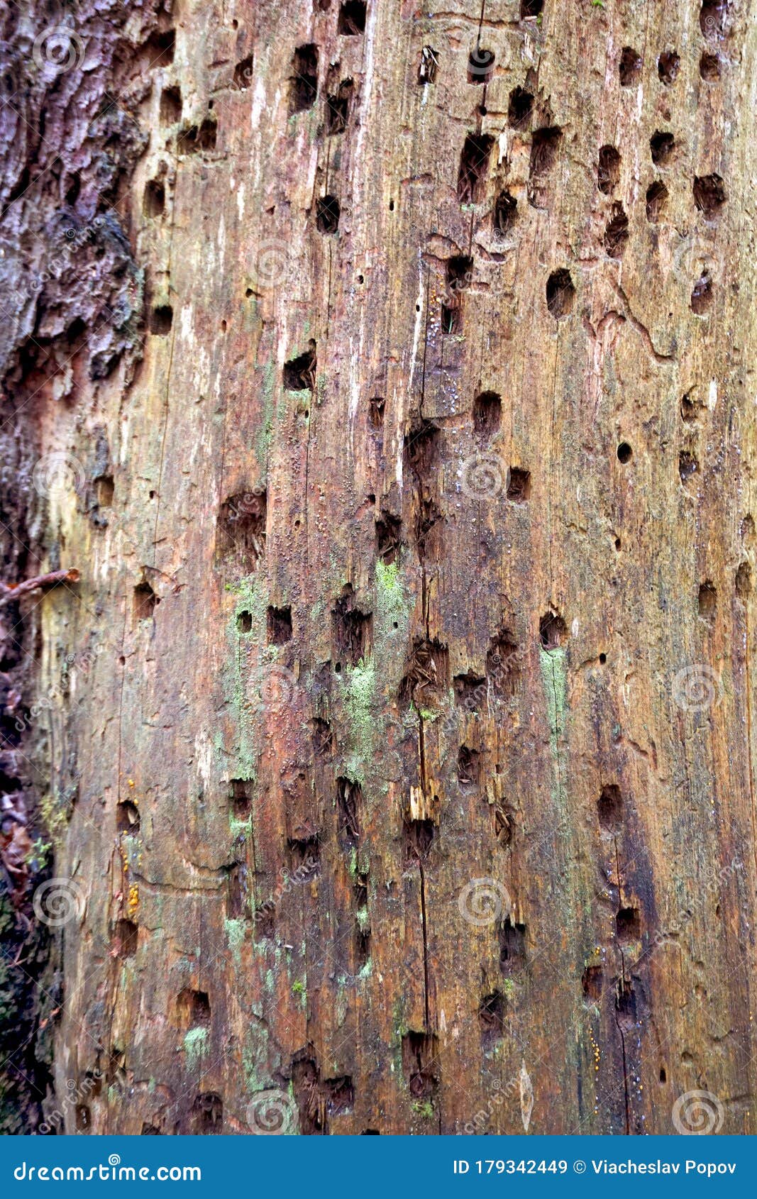 Holes in an old tree stock image. Image of green, forest - 179342449