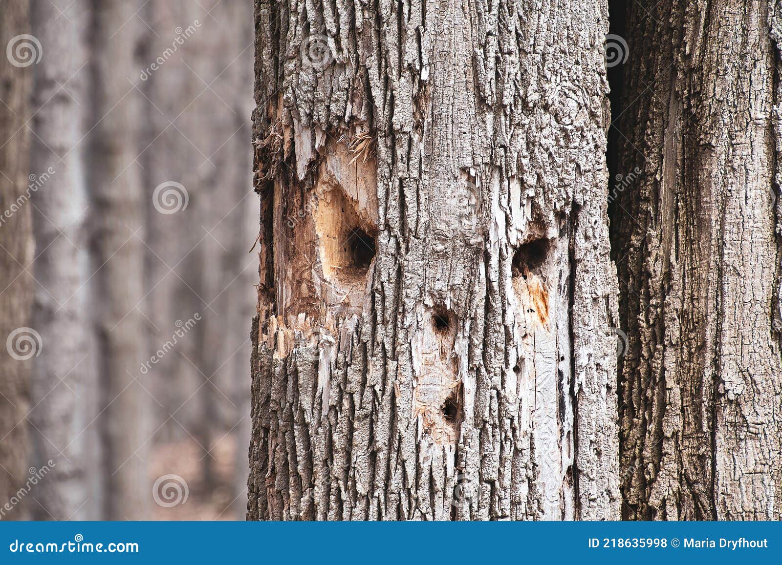 Tree Trunk with Face Design Stock Photo - Image of rough, background ...