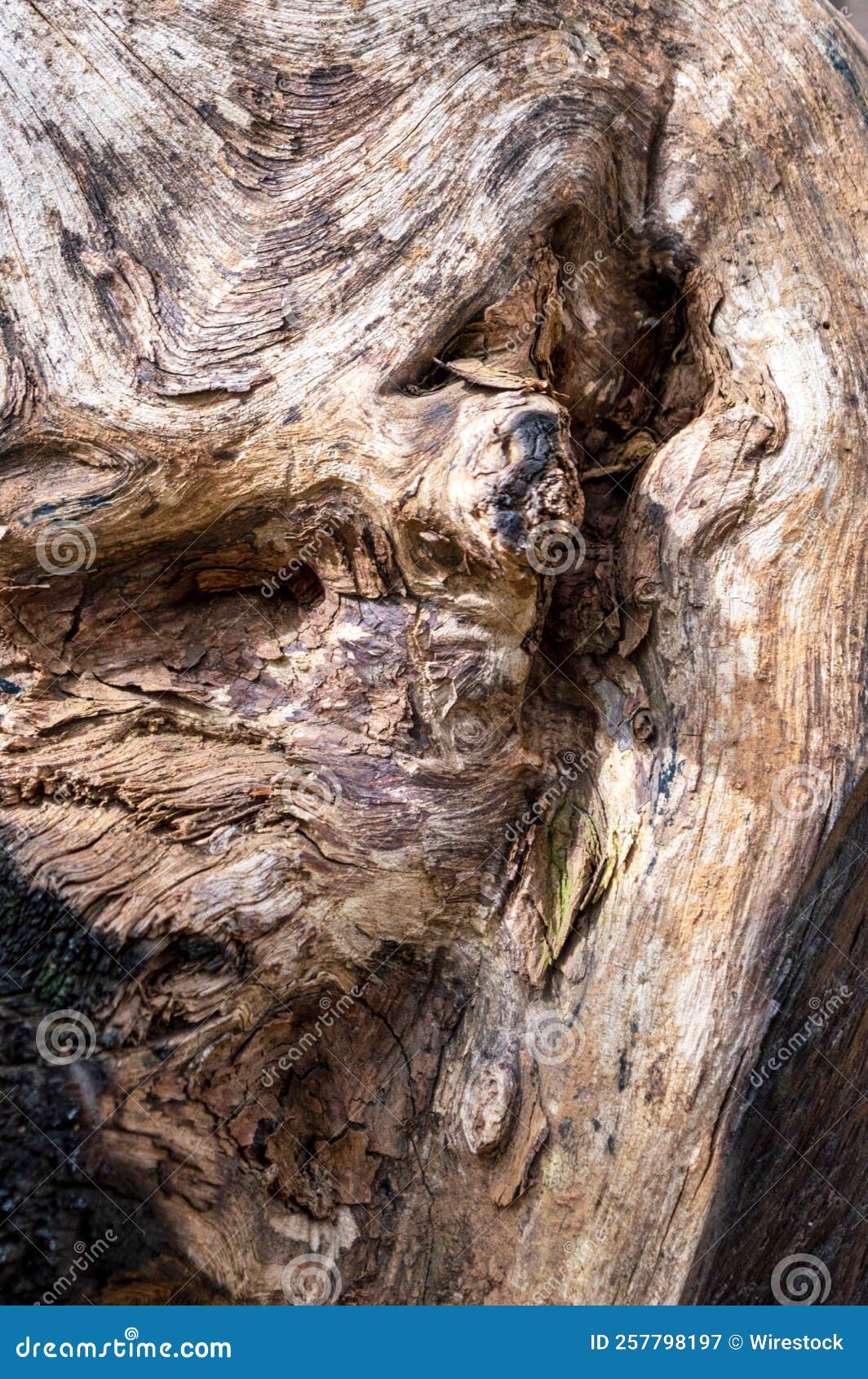 Large Dry Brown Trunk of Tree, with Holes. Stock Image - Image of ...