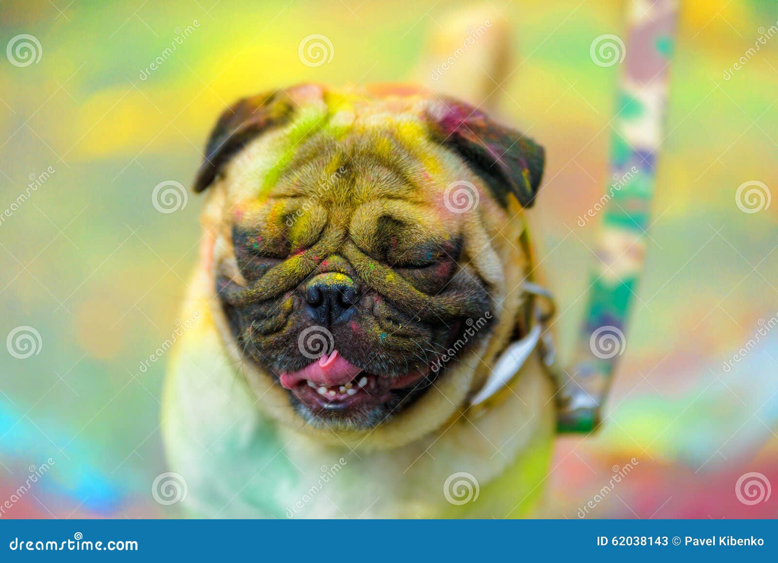 Holi painted pug stock image. Image of party, playing - 62038143