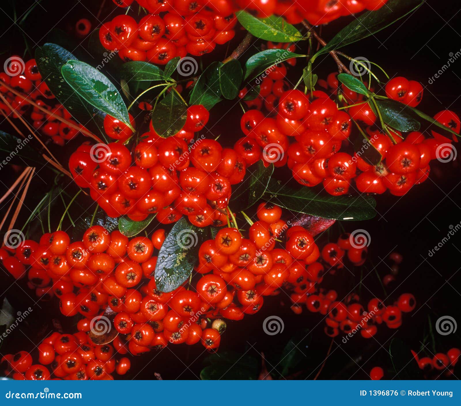 Holiday berries 2 stock photo. Image of wreath, decoration - 1396876