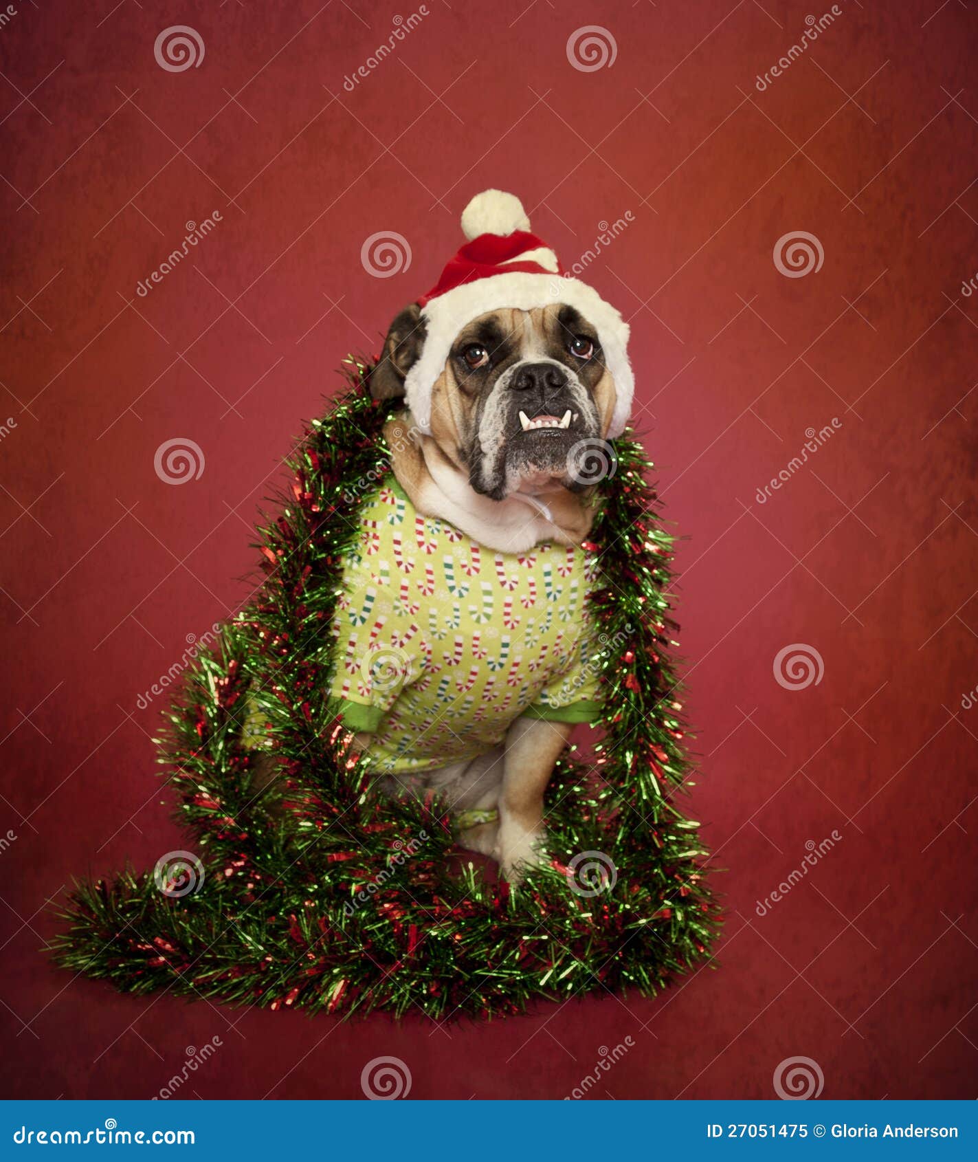Holiday Bulldog in Hat Alnd Tinsel Stock Image - Image of cute ...