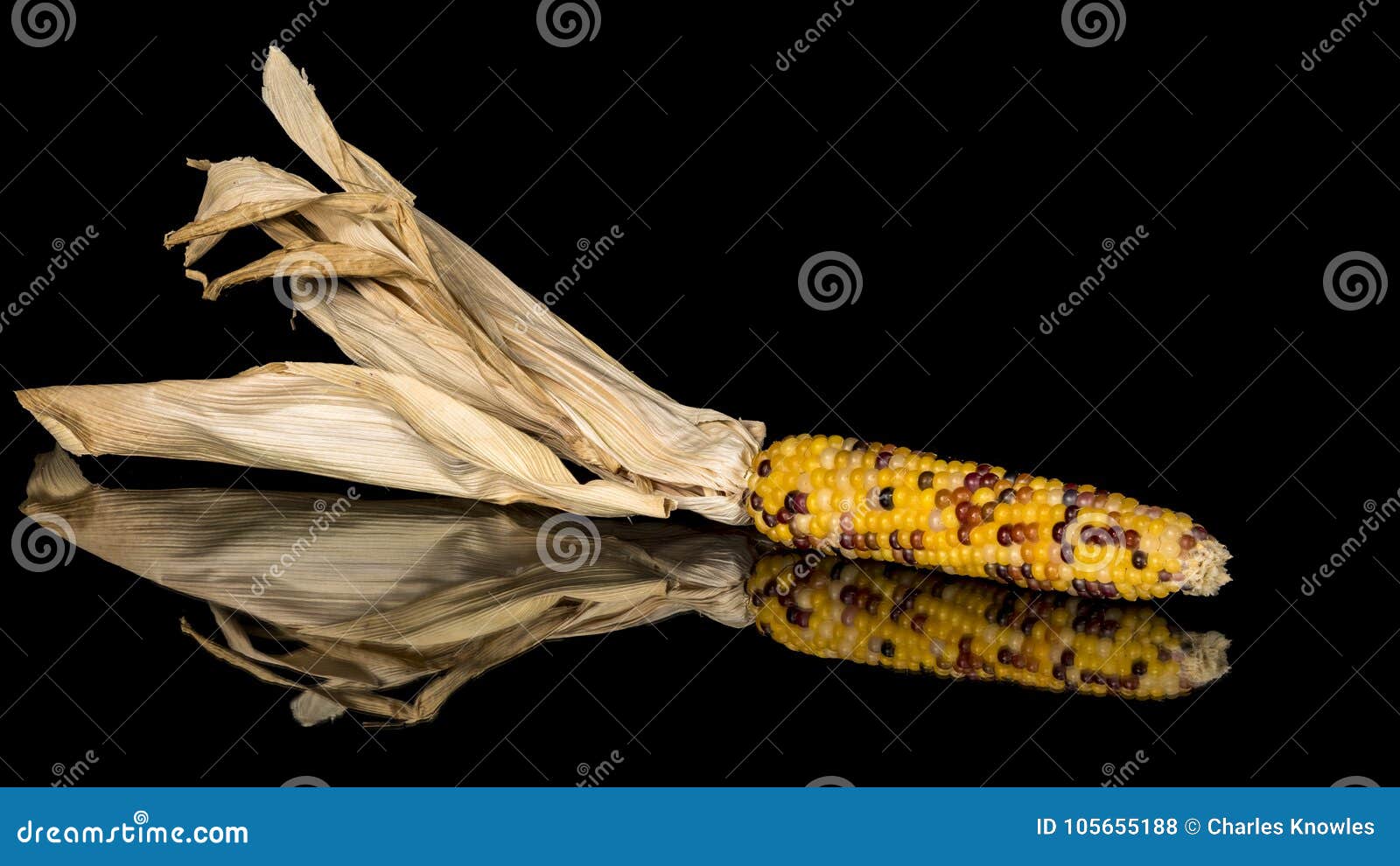 Deep Dark Red Indian Corn on a Highly Reflective Surface Stock Photo ...