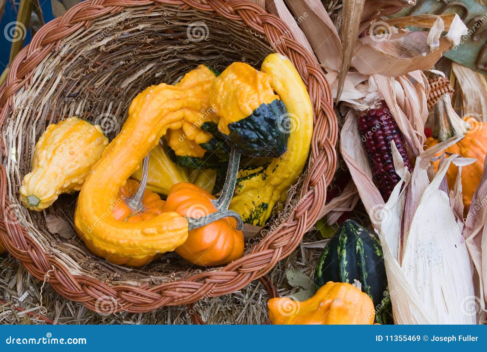 Holiday Gourds and Corn stock image. Image of round, garden - 11355469