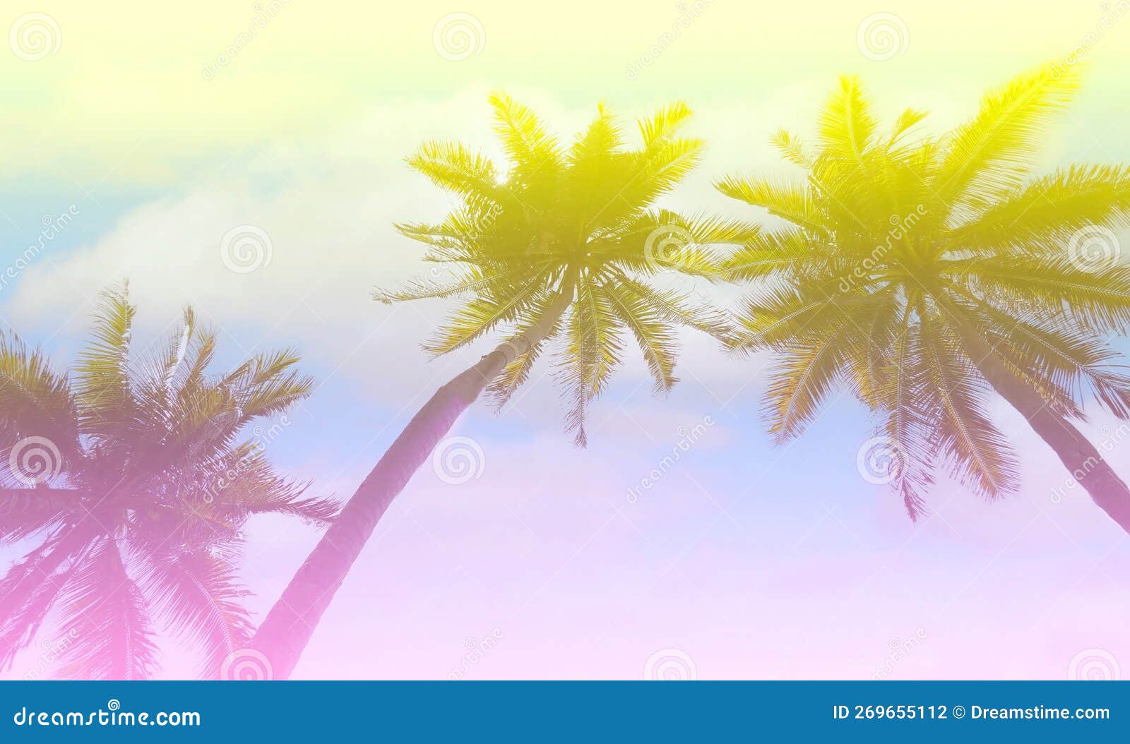 Summer with Colorful Theme As Palm Trees Background As Texture Frame ...