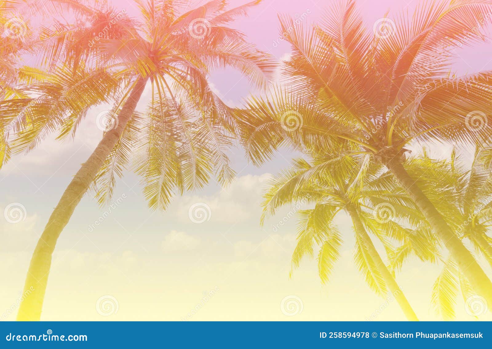The Summer Holiday Colorful Theme with Palm Trees Background As Texture ...