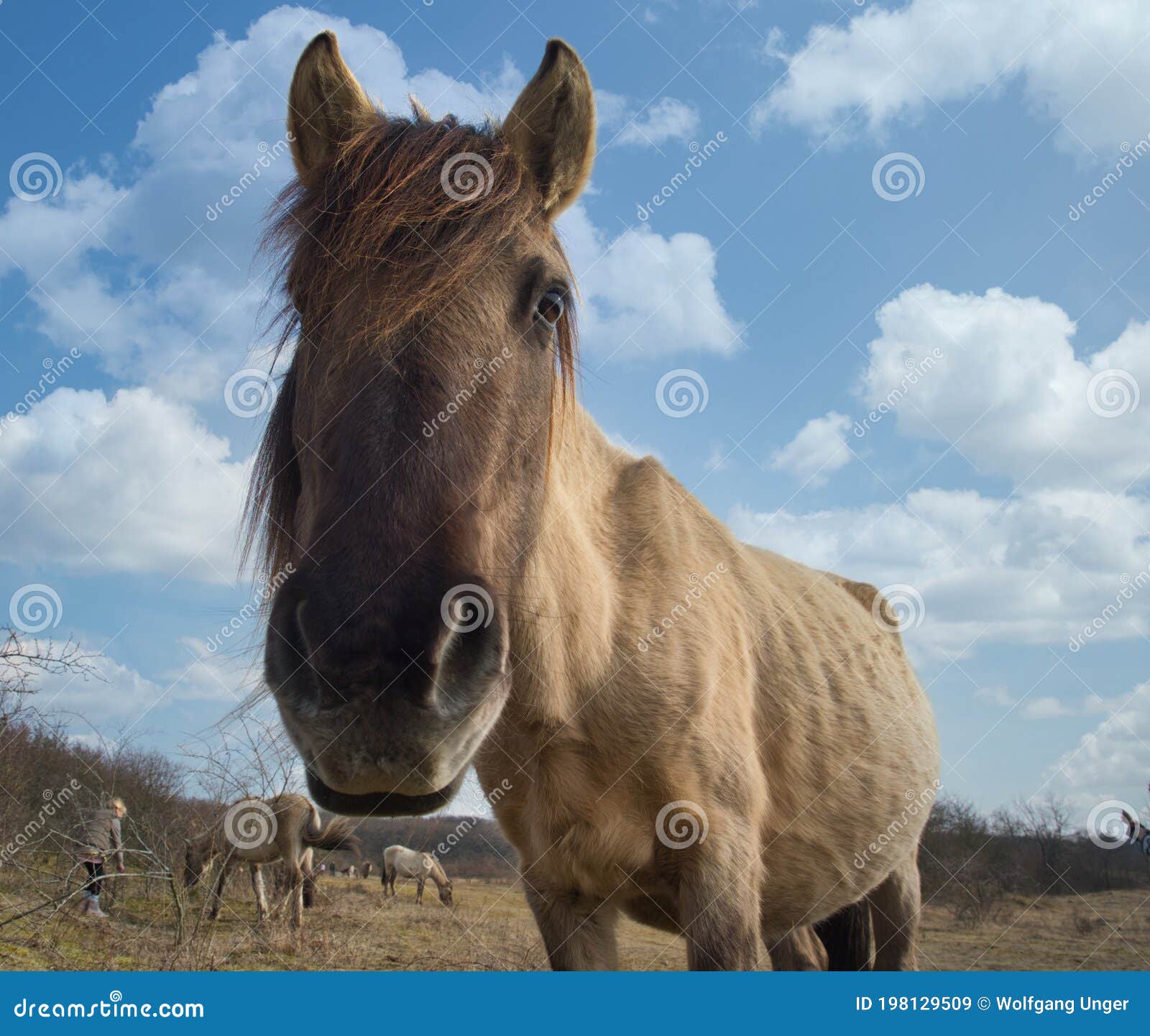 Holidays with Wild Horses in Thuringia Stock Image - Image of outdoors ...