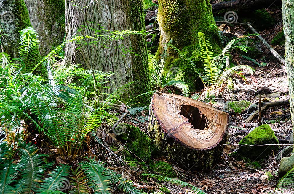 HolIow Stump of a Cut Tree Inside a Dense Pine Tree Forest Stock Image ...