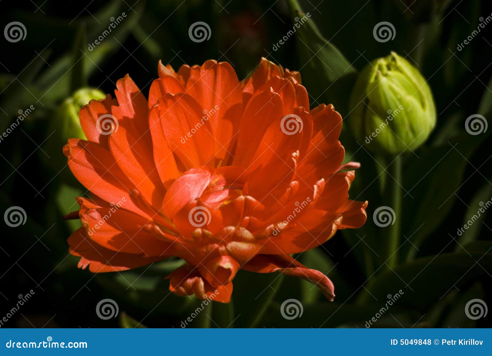 Holland Baby Tulip stock photo. Image of tulip, grass - 5049848