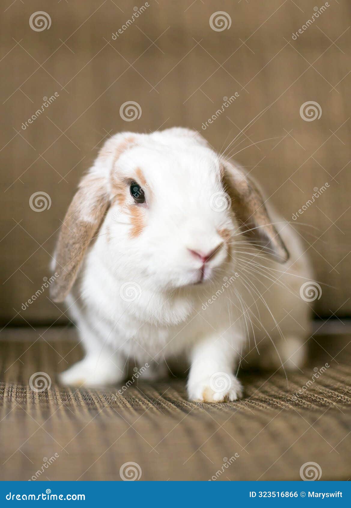 A Holland Lop Eared rabbit stock photo. Image of animal - 323516866
