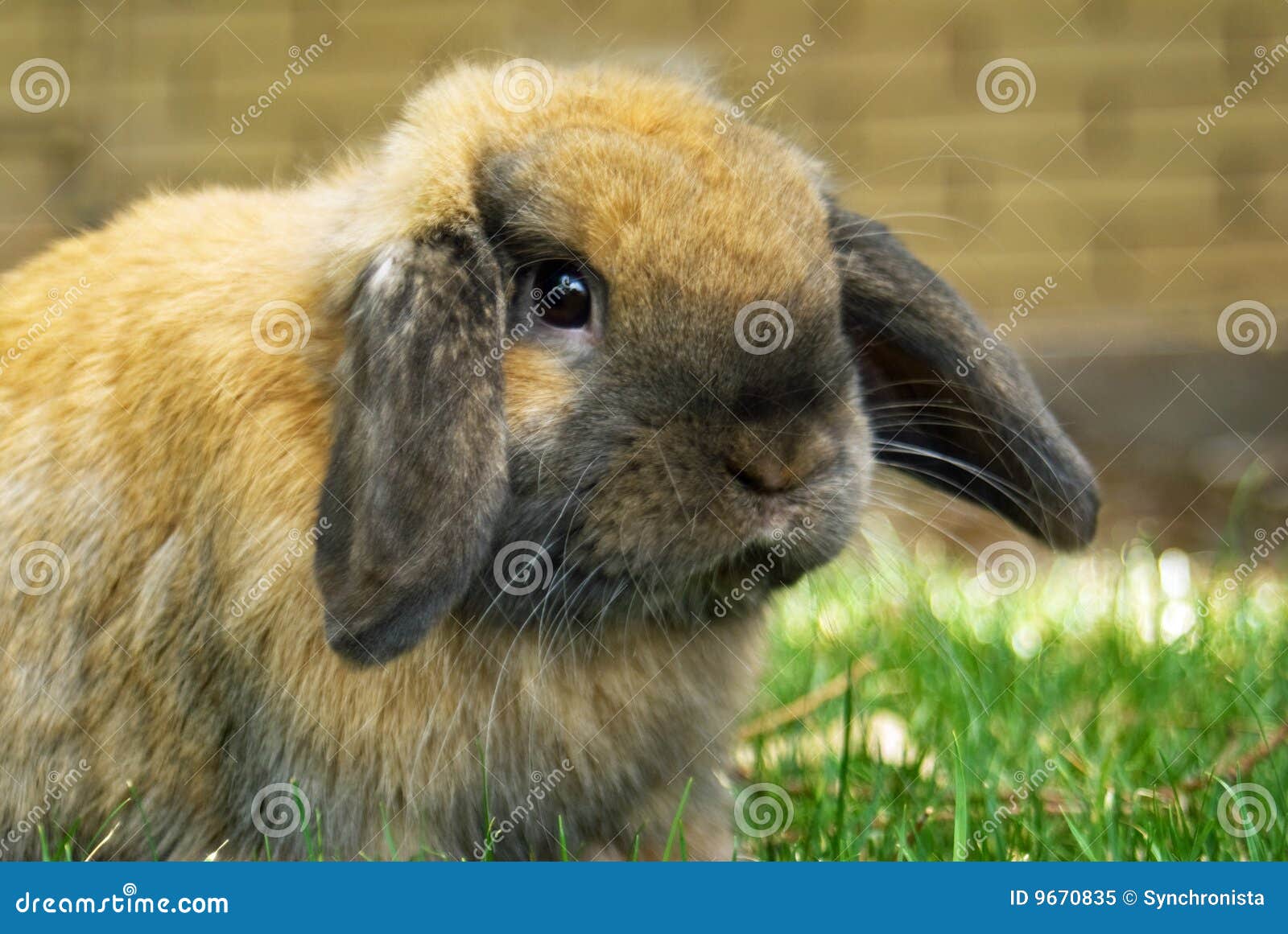 Holland Lop Rabbit stock image. Image of bunny, cute, holland - 9670835