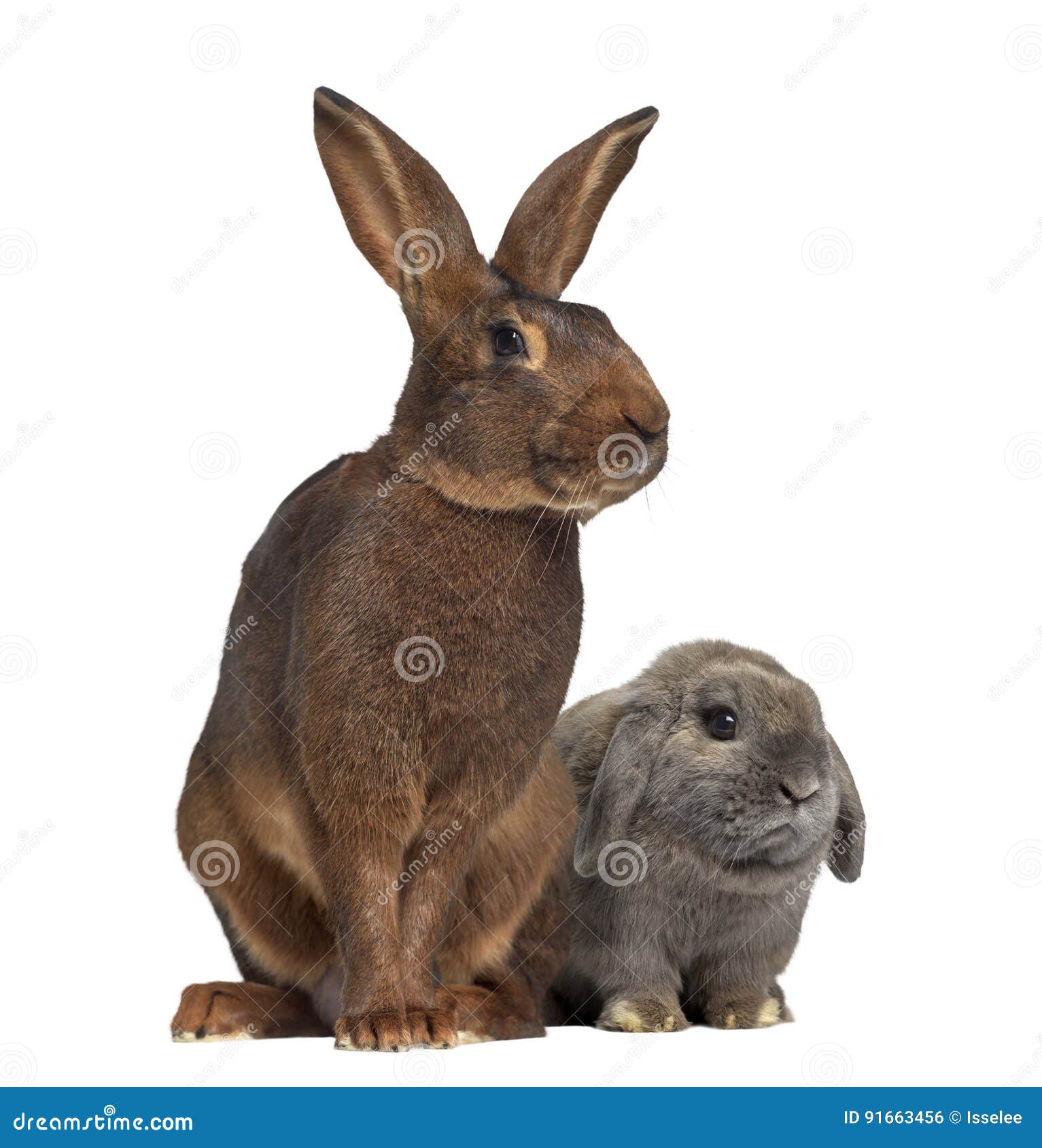Holland Lop Rabbit Belgian Hare Stock Photos - Free & Royalty-Free ...