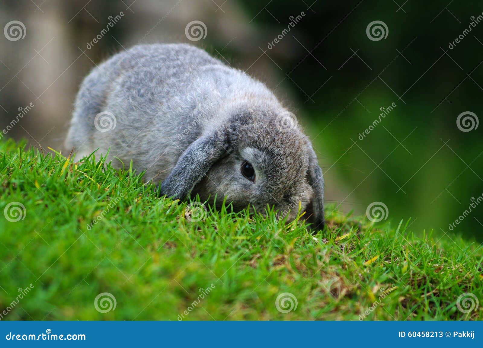 Holland Lop Rabbit on Grass Stock Image - Image of furry, gentle: 60458213
