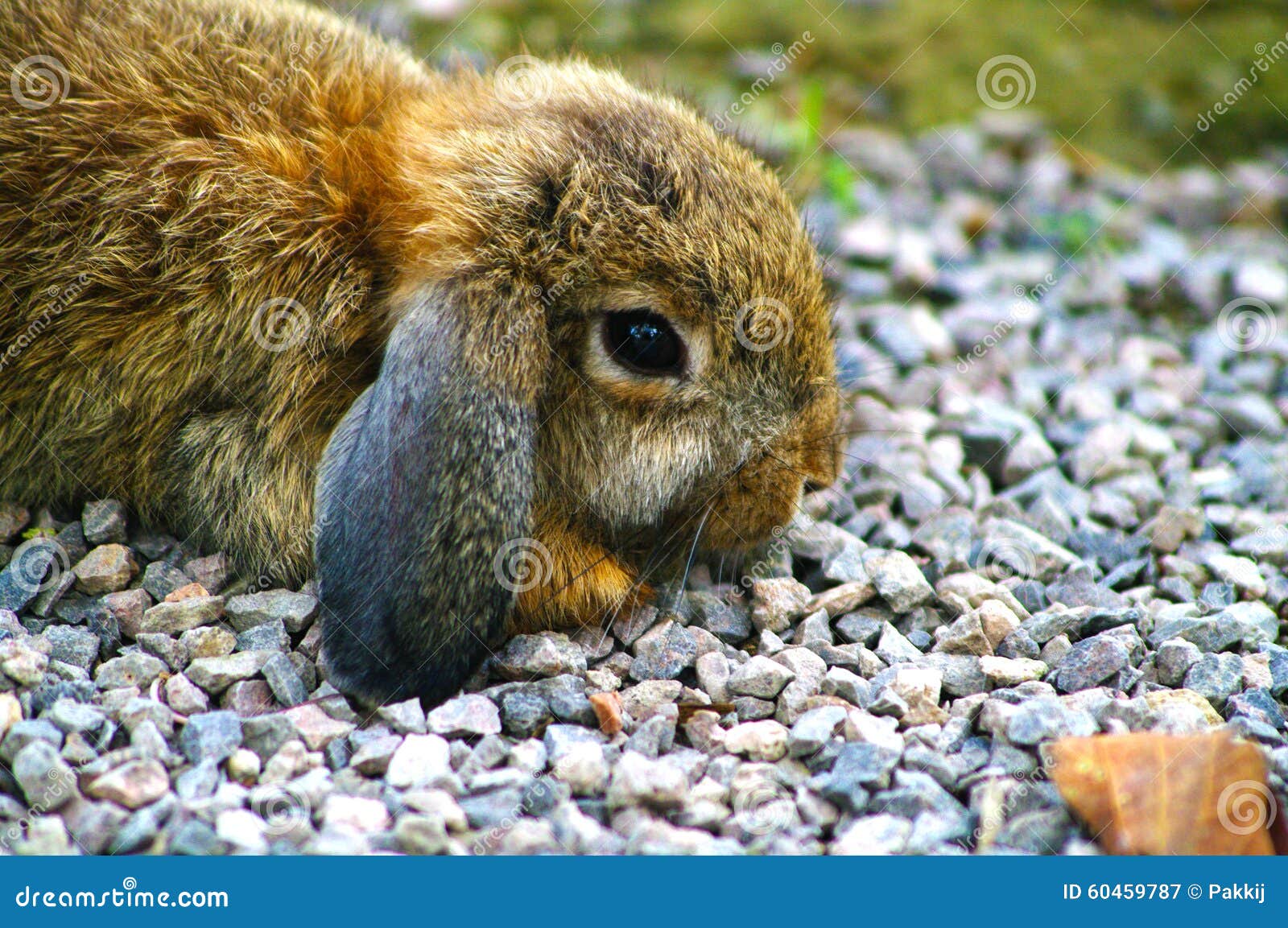 Holland Lop Rabbit on Pebbles Stock Image - Image of delicated, gentle ...