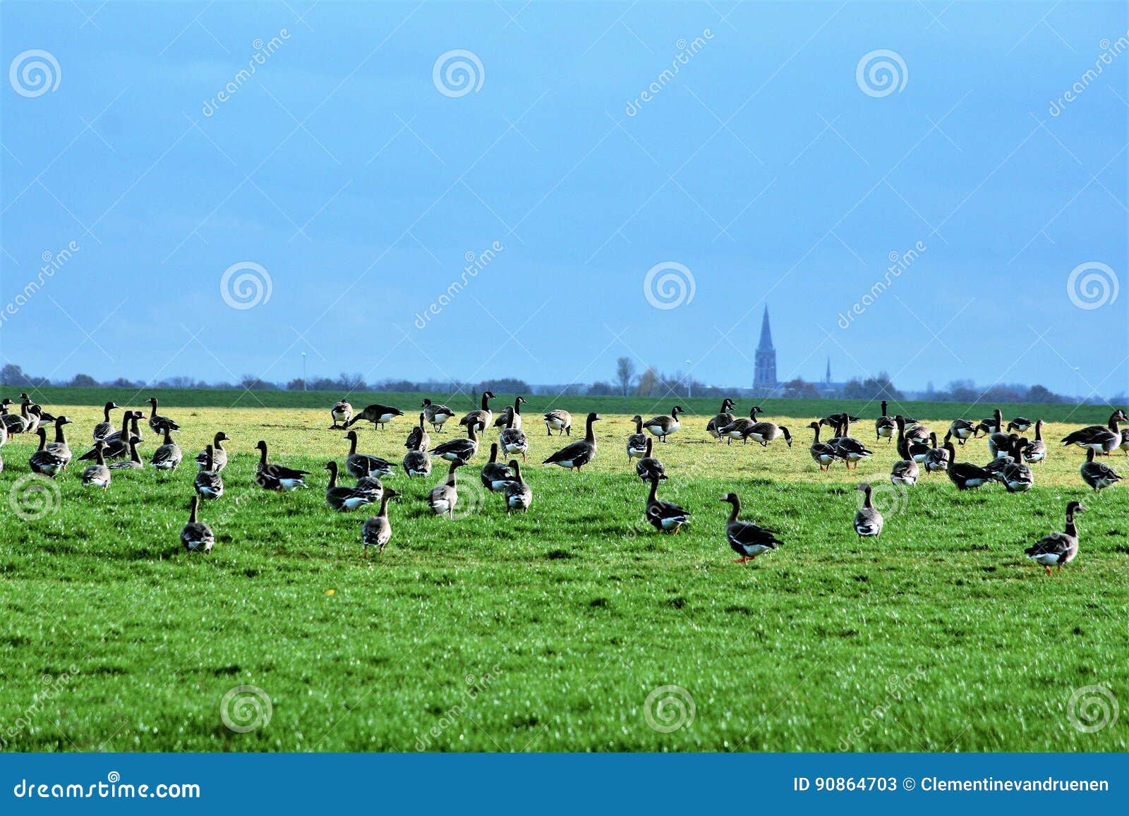 Holland stock image. Image of animal, geeze, wild, landscape - 90864703