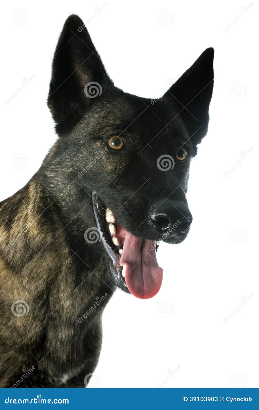 Holland Shepherd stock image. Image of puppy, studio - 39103903
