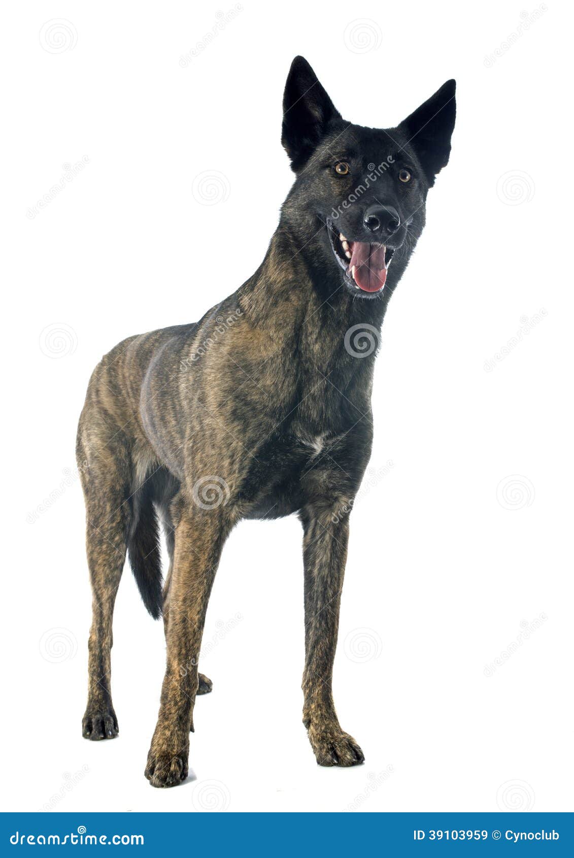 Holland Shepherd stock image. Image of purebred, pedigree - 39103959