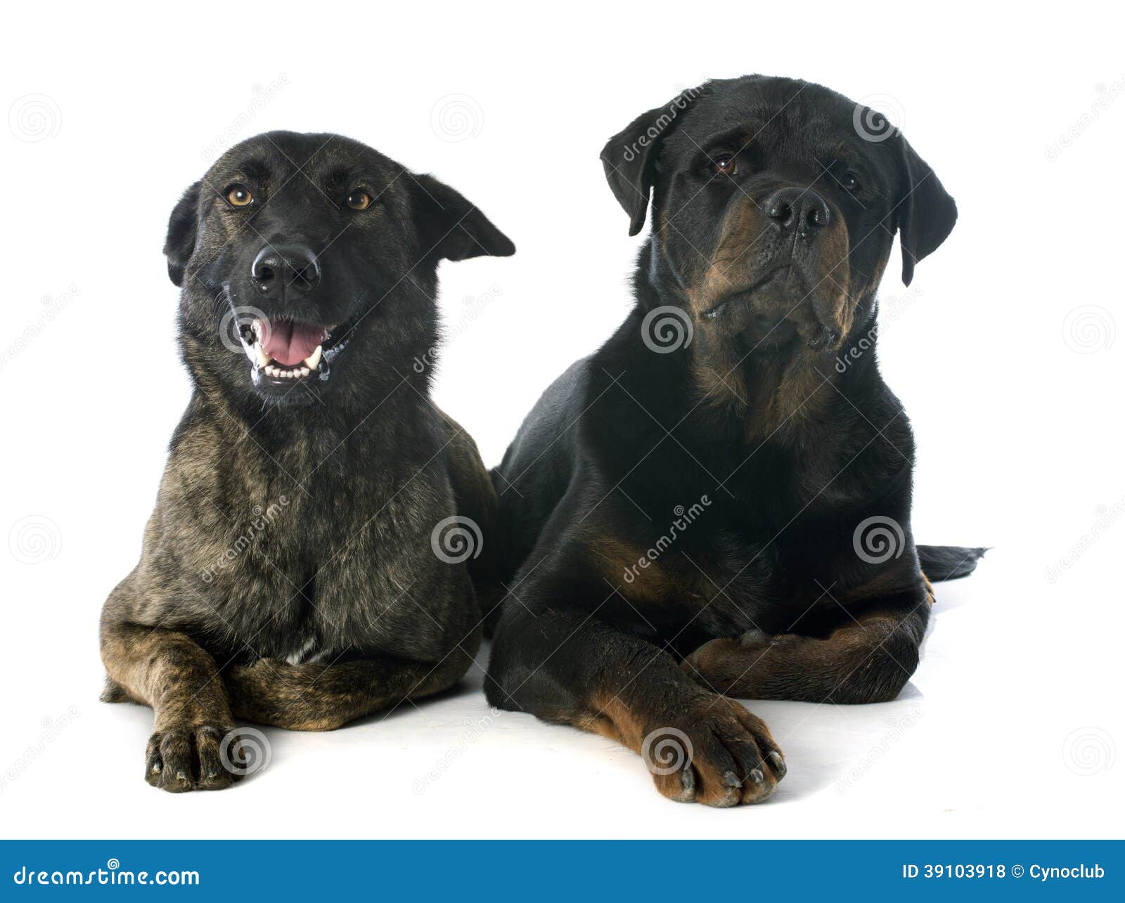 Holland Shepherd and Rottweiler Stock Photo - Image of guard, holland ...