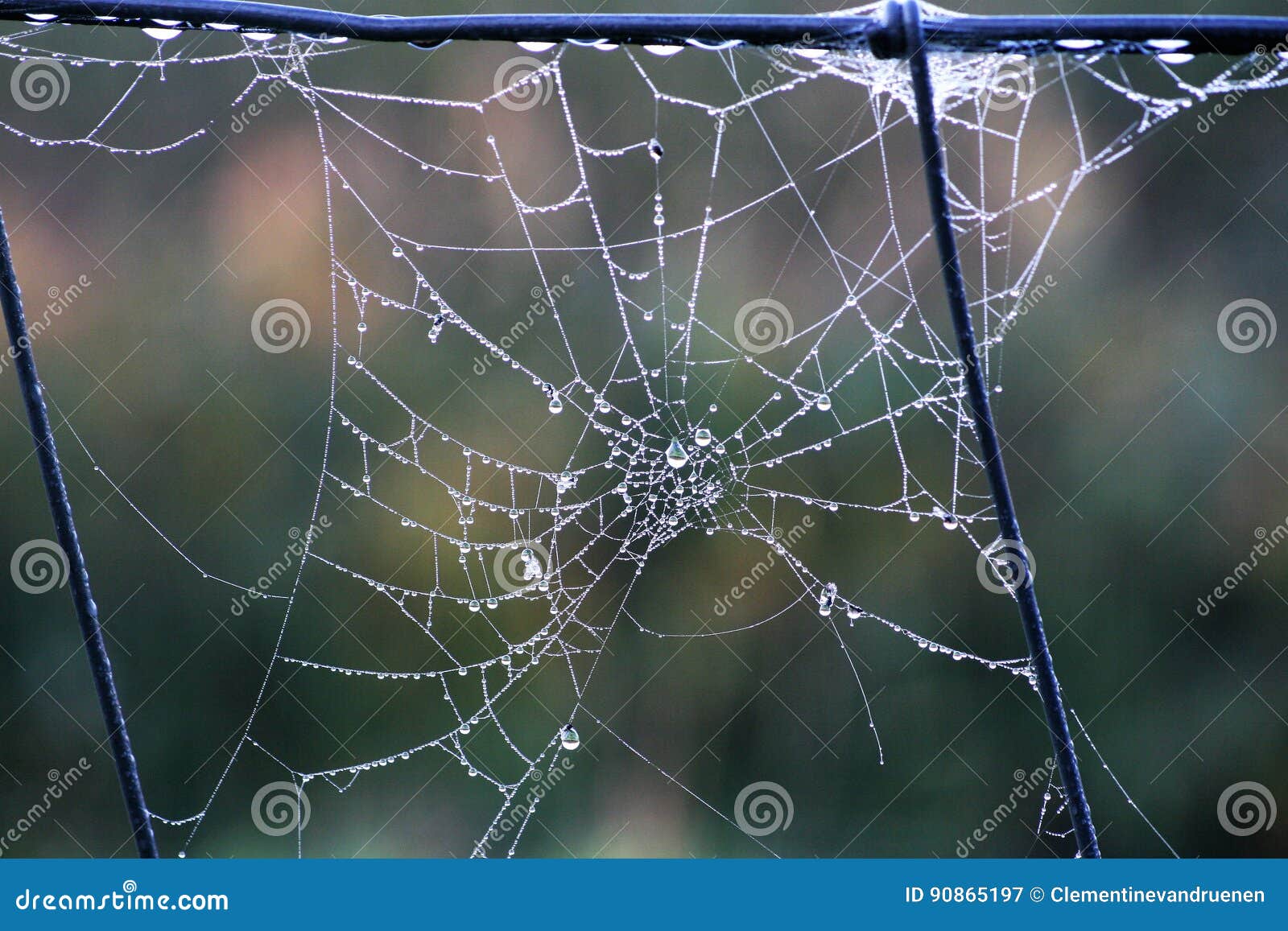 Holland stock image. Image of spiderweb, holland, rain - 90865197
