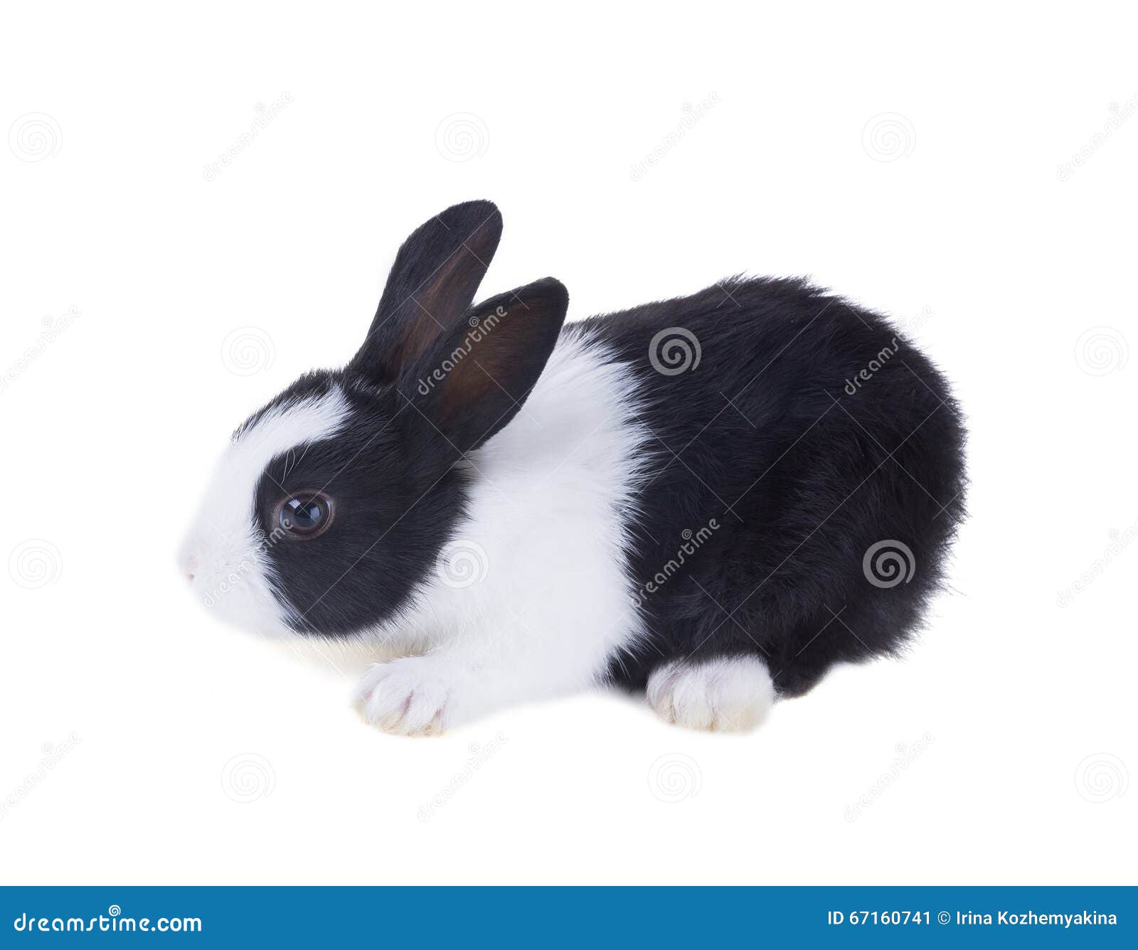 The Hollander Rabbit. Isolated on White Background Stock Image - Image ...
