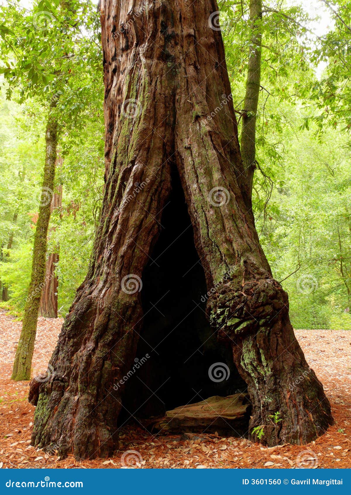 Holle boom stock foto. Image of bruin, roofhout, hout - 3601560