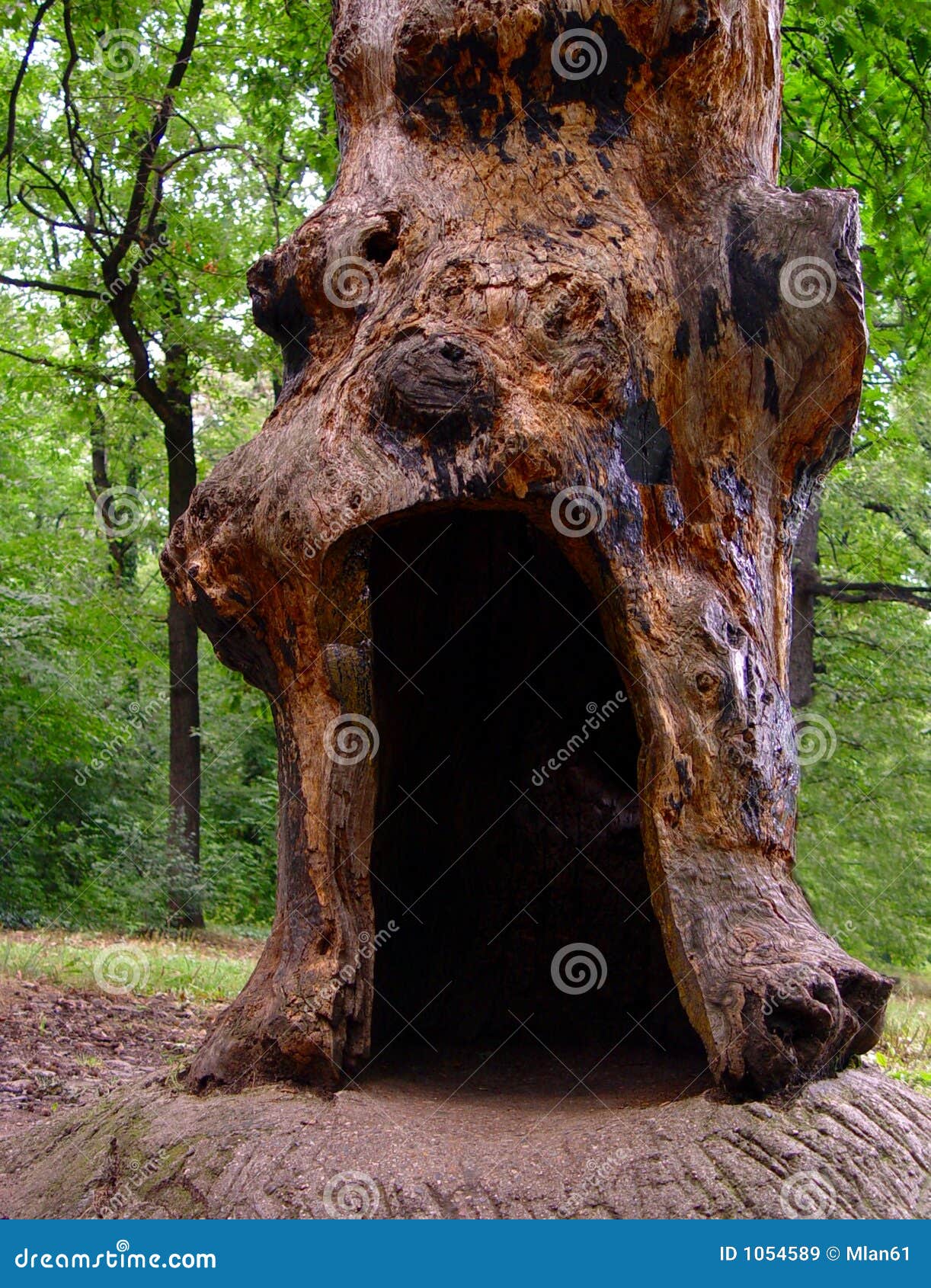 Hollow stock image. Image of rotten, hole, rottennes, cave - 1054589