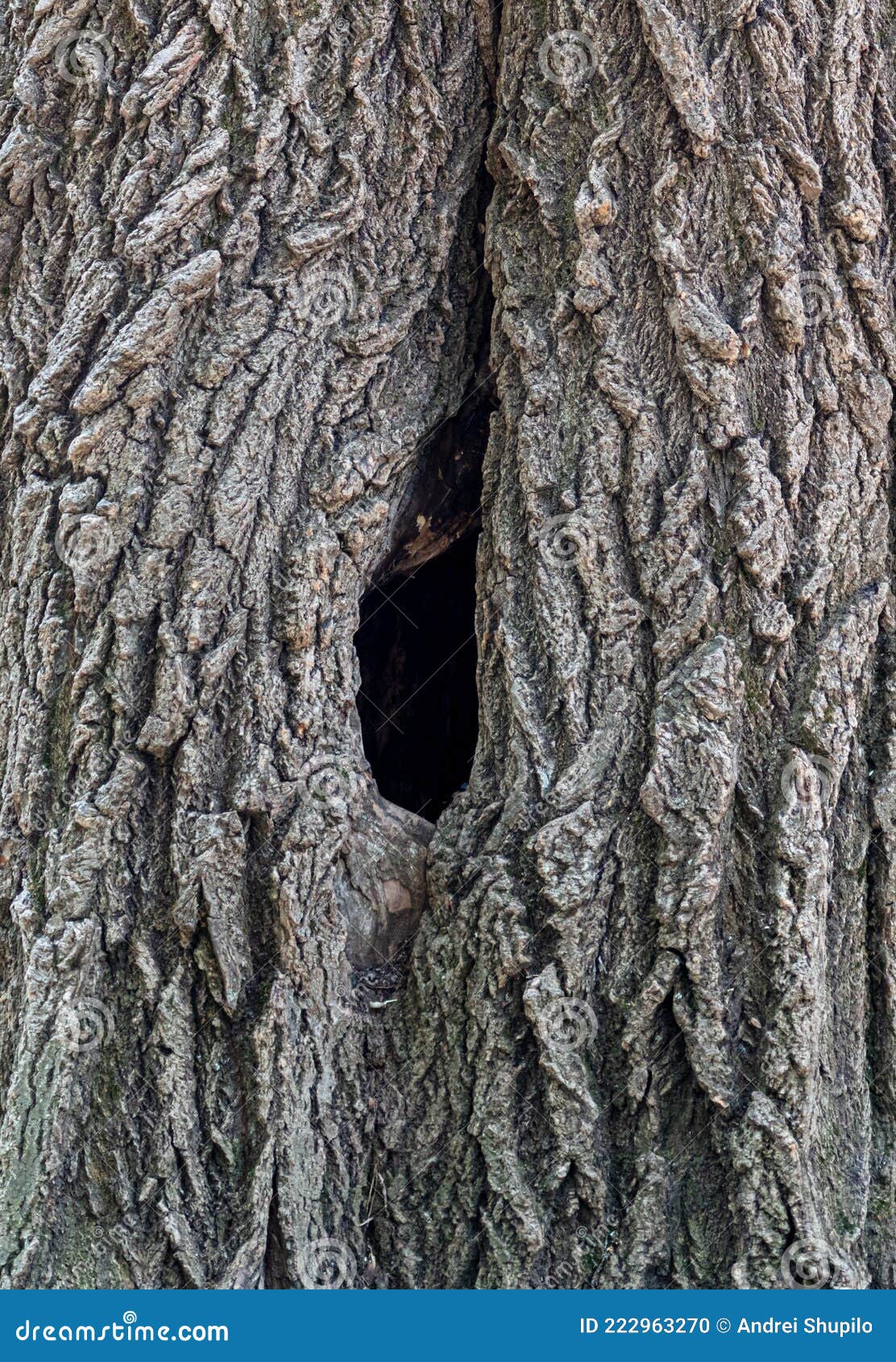 Hollow on the Bark of a Tree As an Abstract Stock Photo - Image of ...