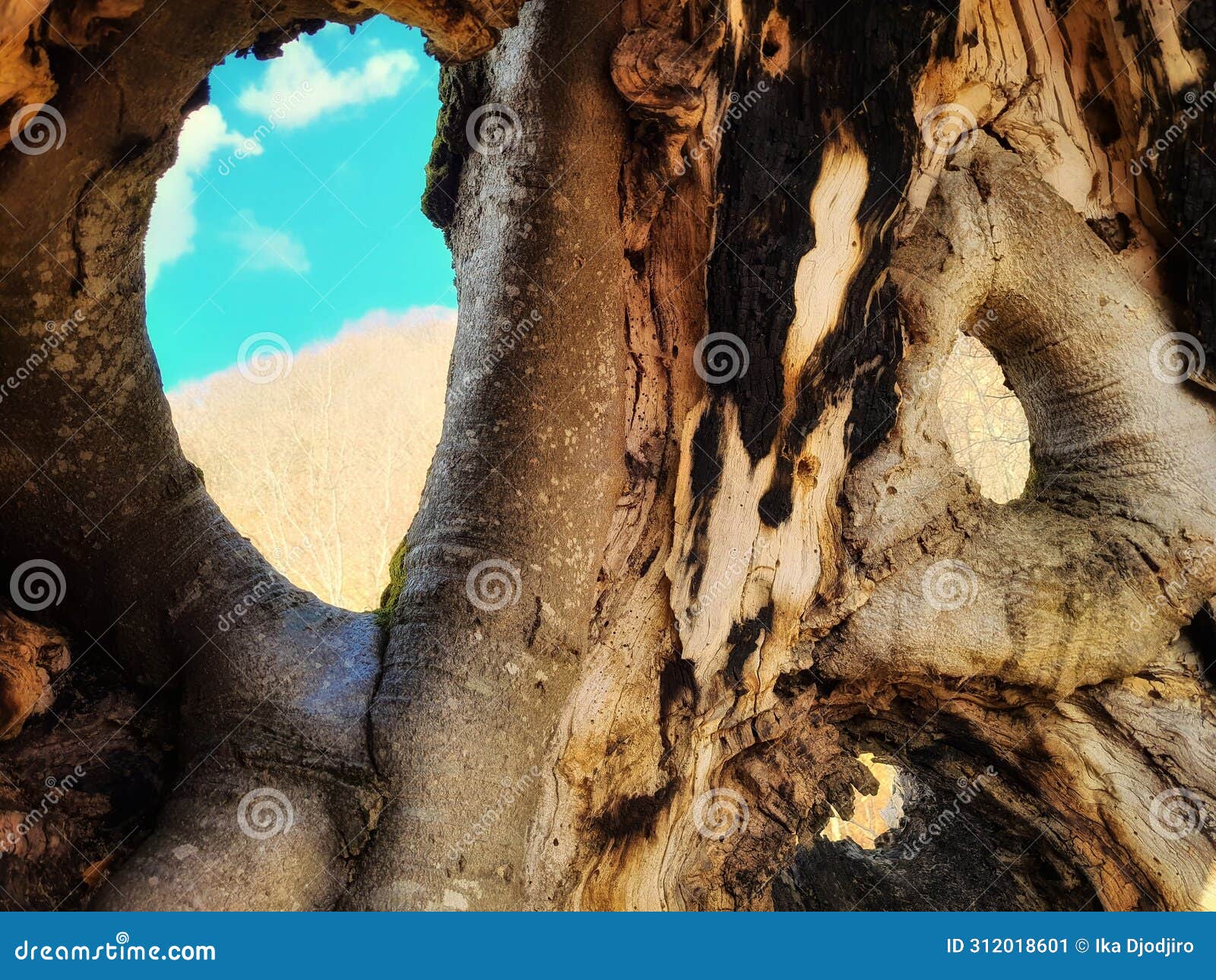 Tree cave stock image. Image of rottennes, hollow, upward - 312018601