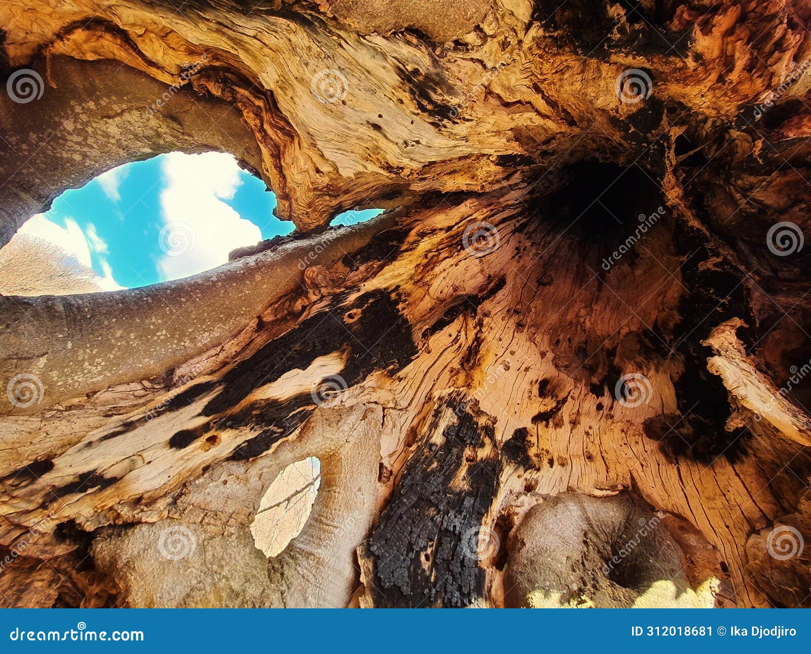 Tree cave stock image. Image of cave, hole, upward, rotten - 312018681