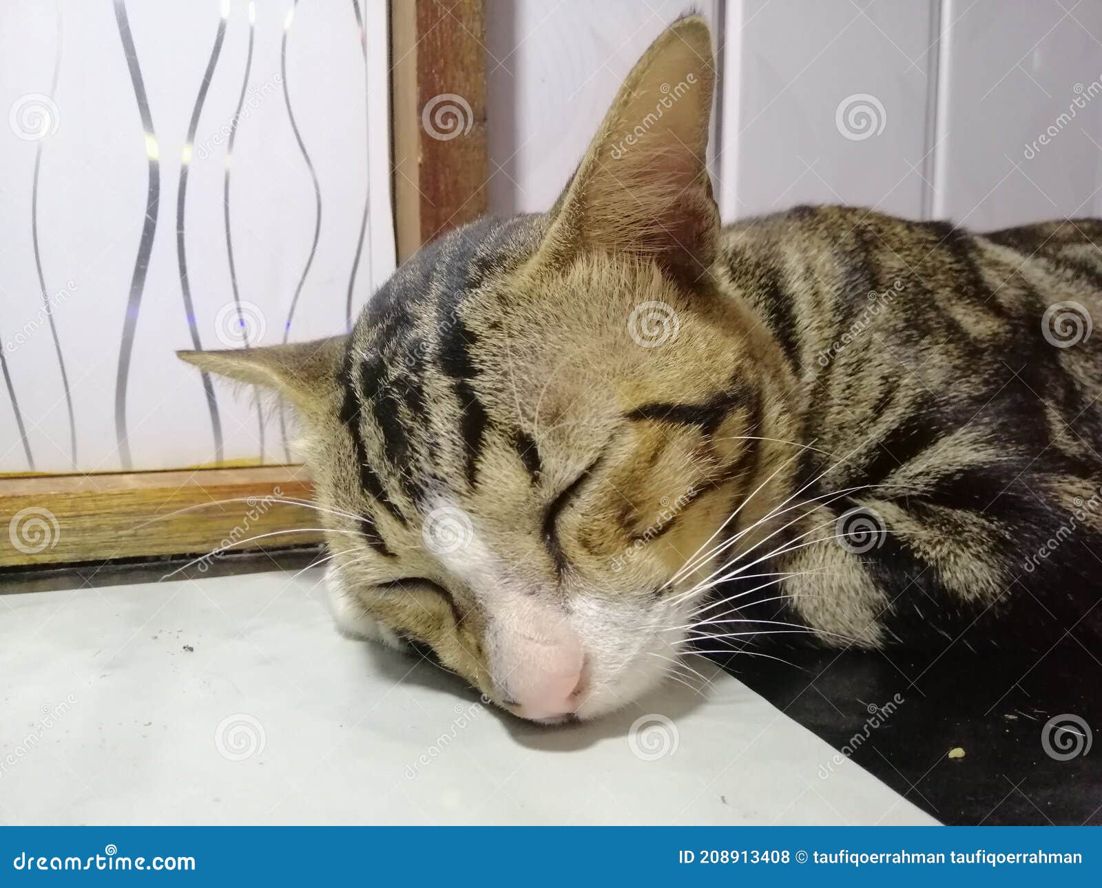 The Hollow Cat is Sleeping Again Stock Photo - Image of animal, snout ...
