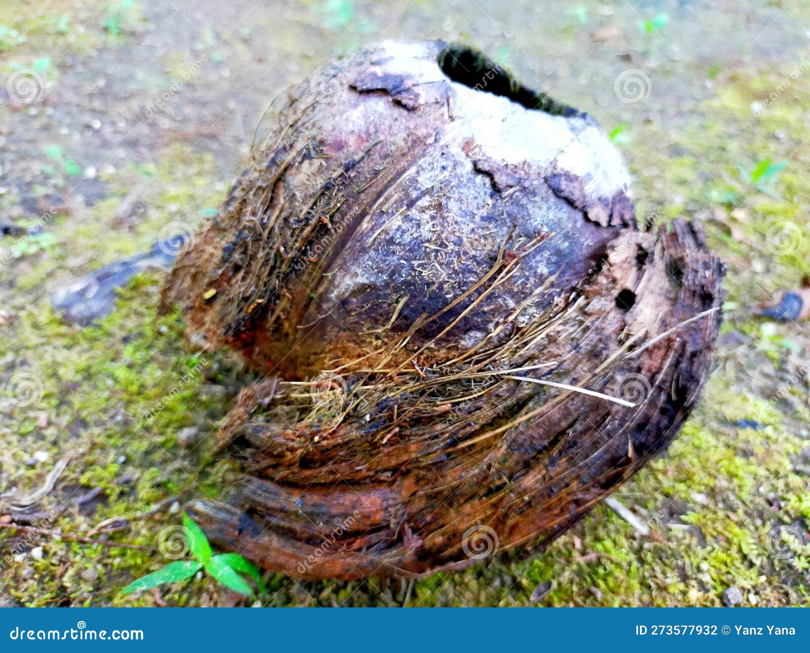 Hollow Coconut Shell and Brittle Coir Stock Photo - Image of shell ...