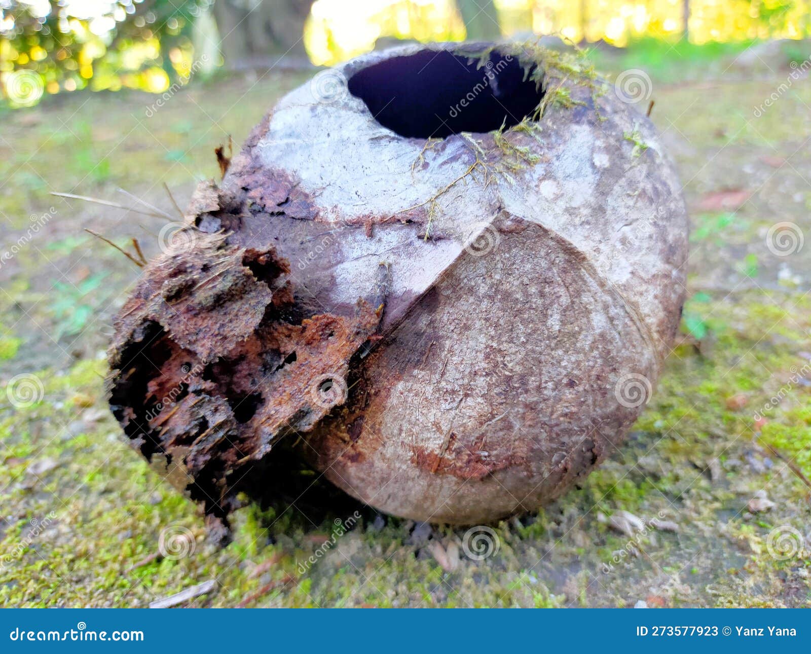 Hollow and Empty Coconut Shell with a Bit of Coir Still Attached Stock ...