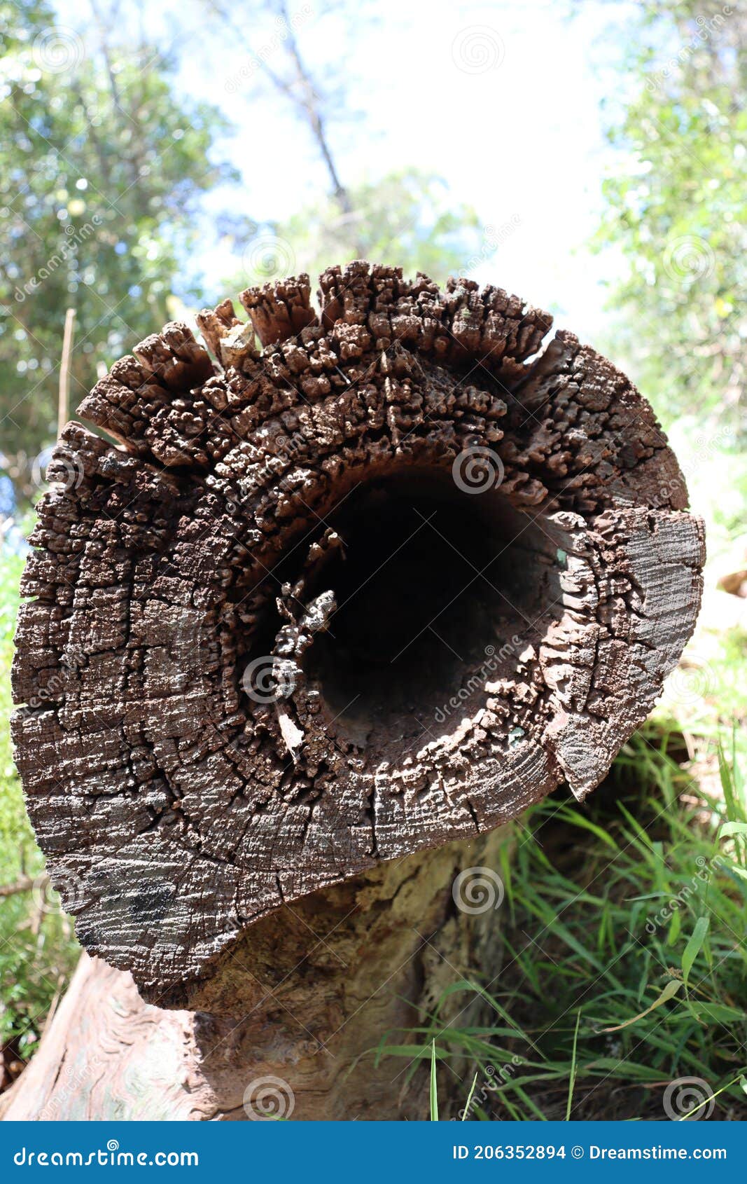 Hollow fallen tree trunk stock photo. Image of woods - 206352894