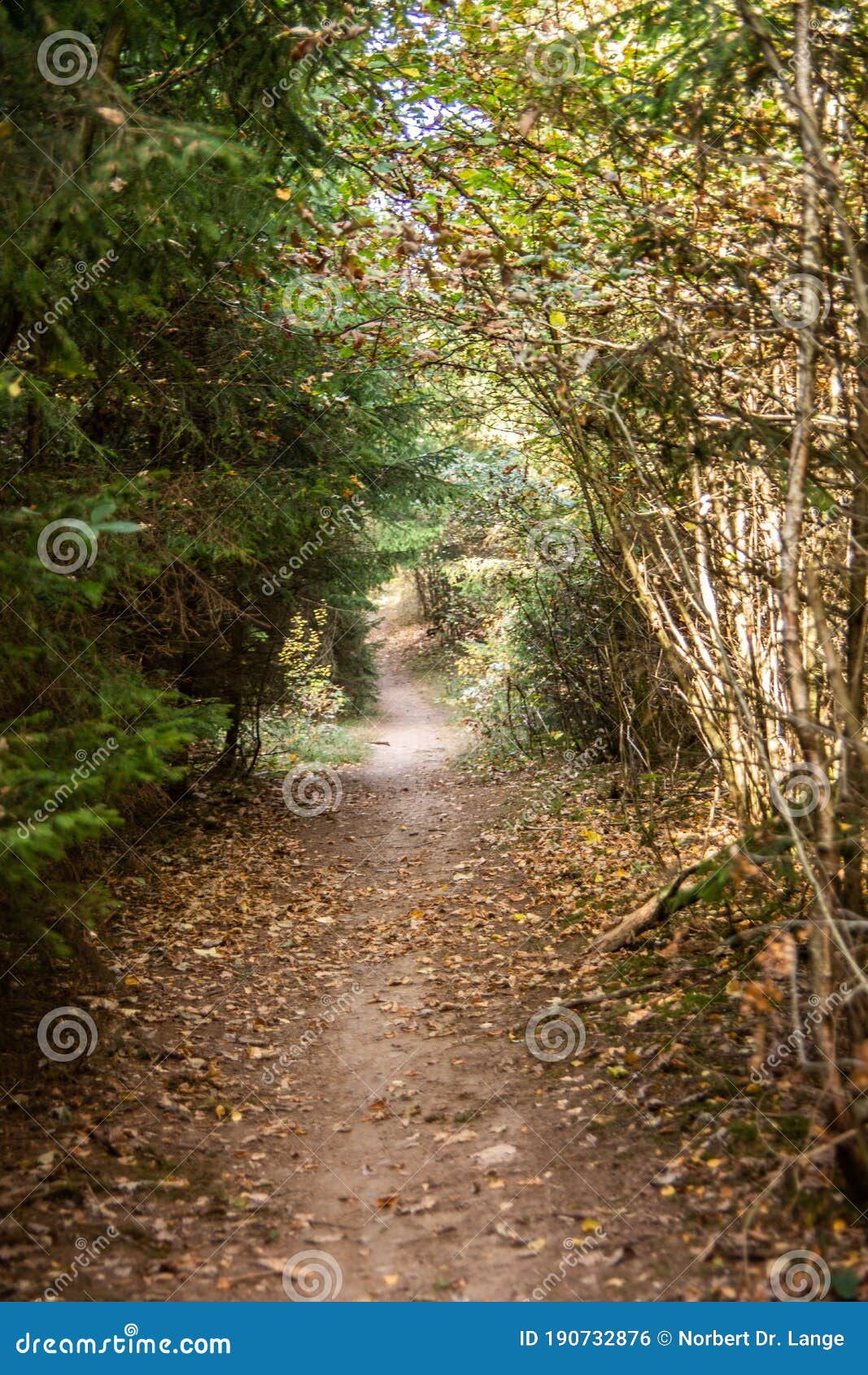 Hollow Forest Path Overgrown with Trees Stock Photo - Image of rascheln ...