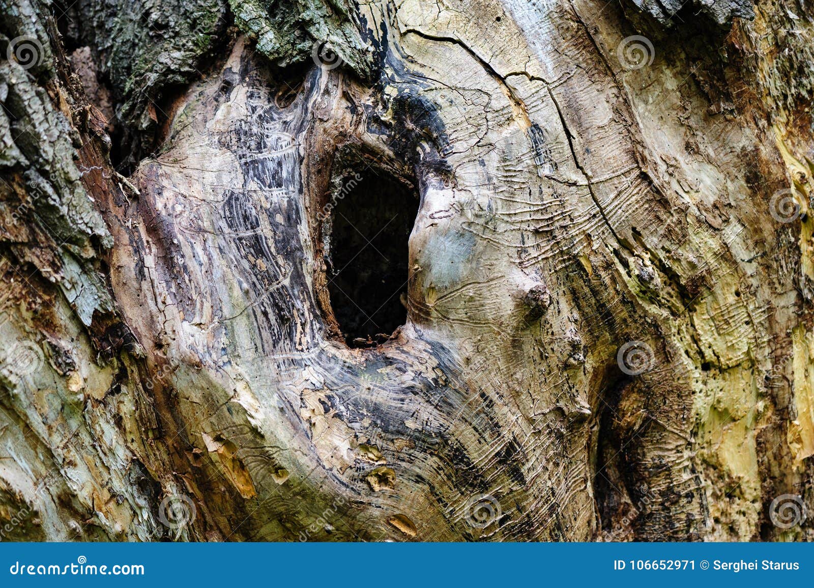Hollow hole in a tree stock image. Image of barn, hole - 106652971